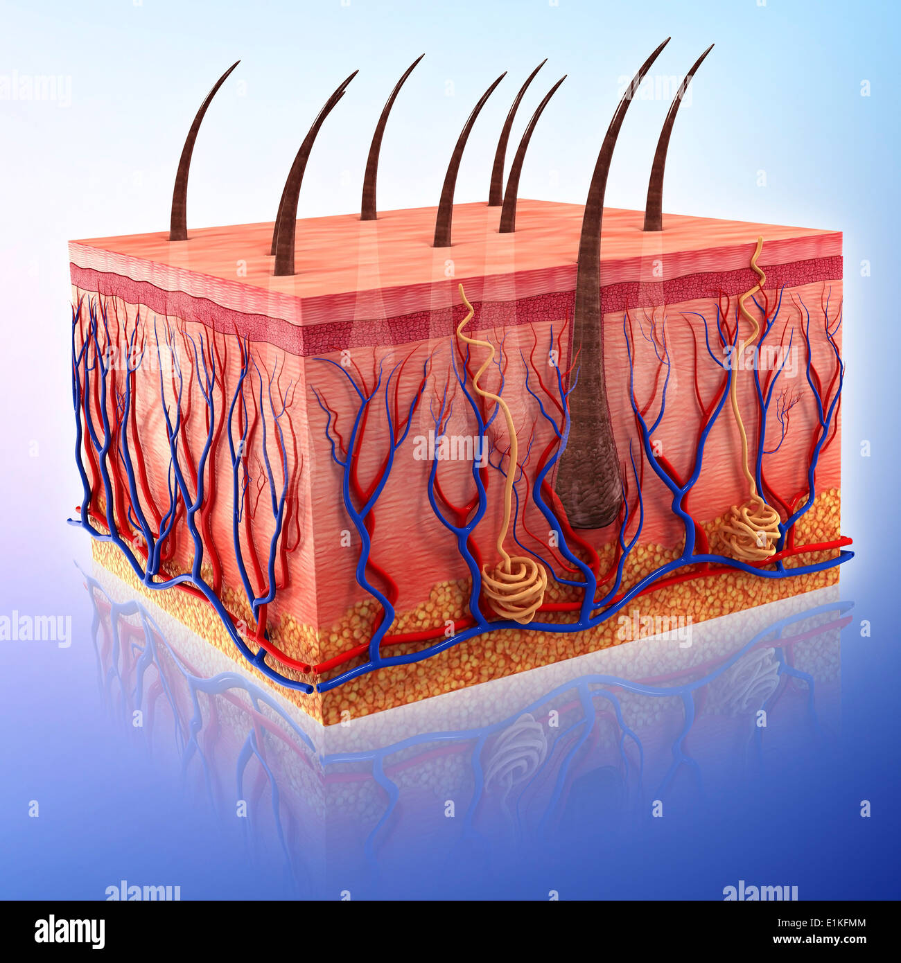 Human skin computer artwork Stock Photo - Alamy