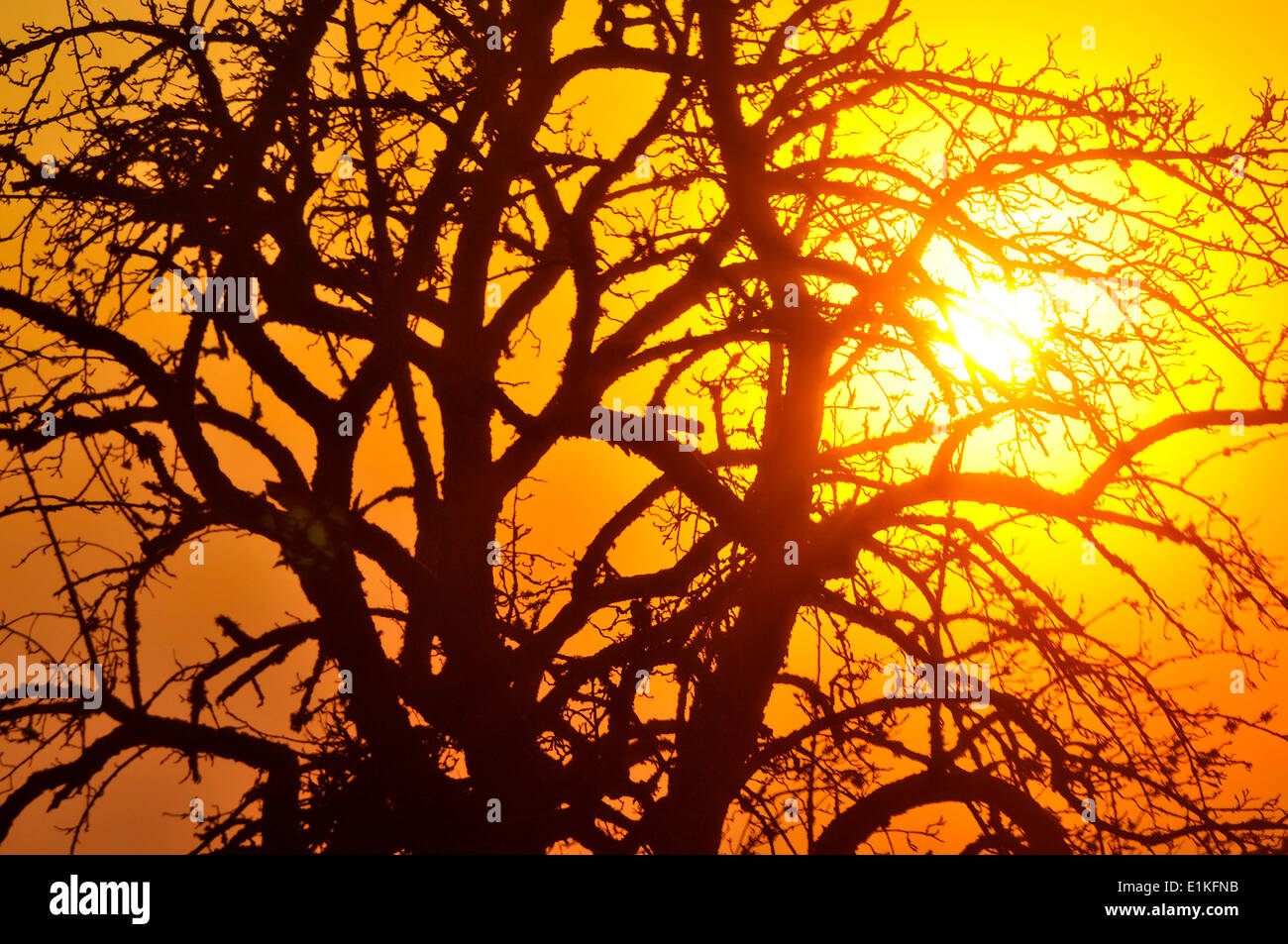 Over a tree hi-res stock photography and images - Alamy
