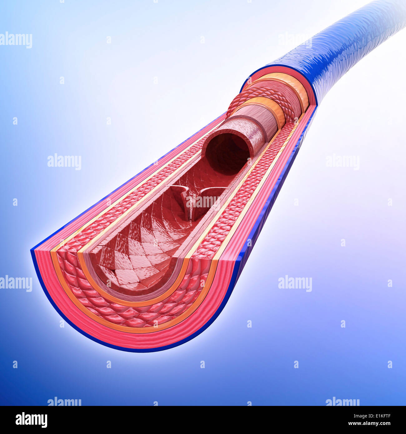 Human vein cut-away computer artwork Stock Photo - Alamy