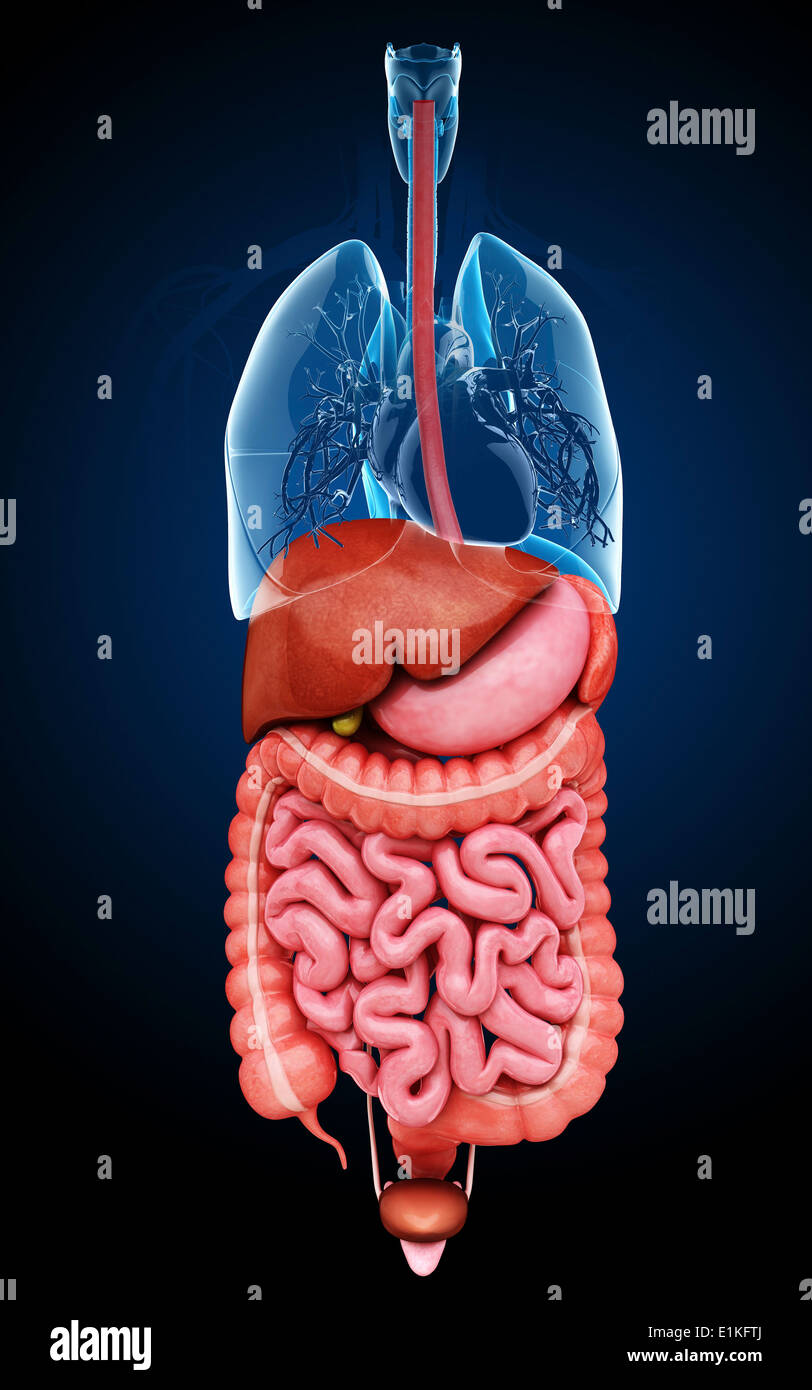 Human internal organs computer artwork Stock Photo - Alamy