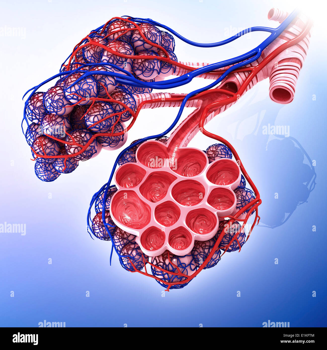Human alveoli hi-res stock photography and images - Alamy