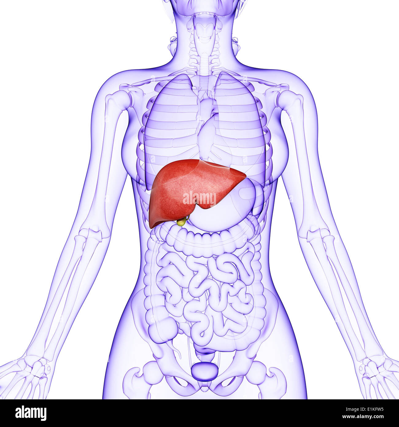 Human liver computer artwork Stock Photo - Alamy