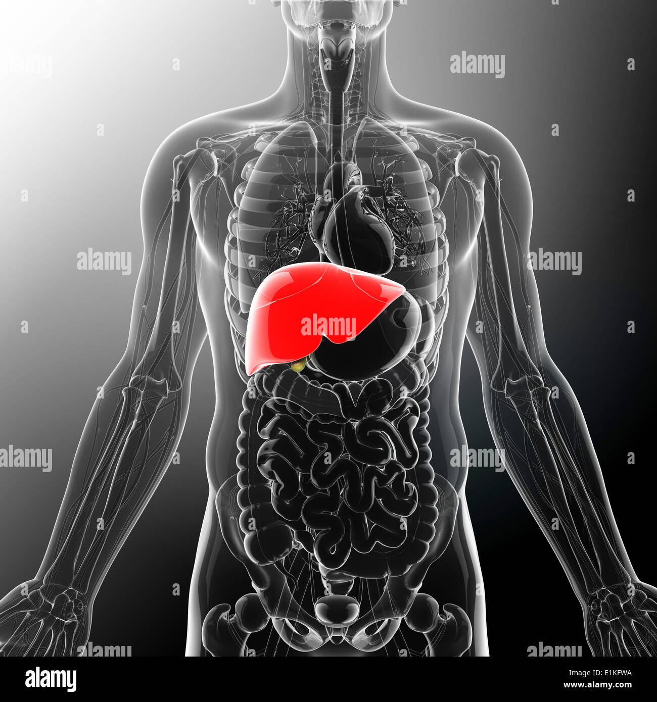 Human liver computer artwork Stock Photo - Alamy