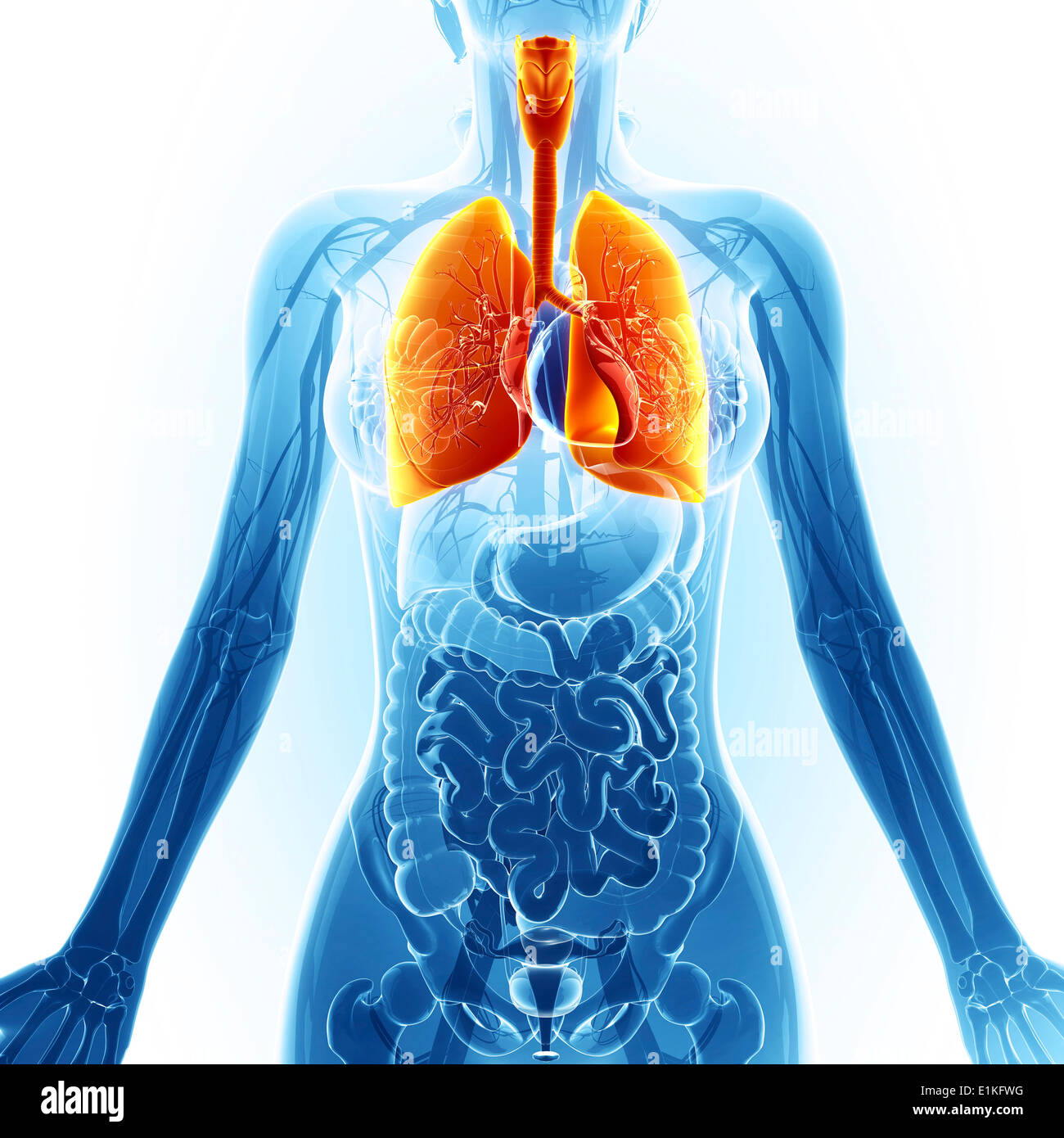 Human lungs computer artwork Stock Photo - Alamy