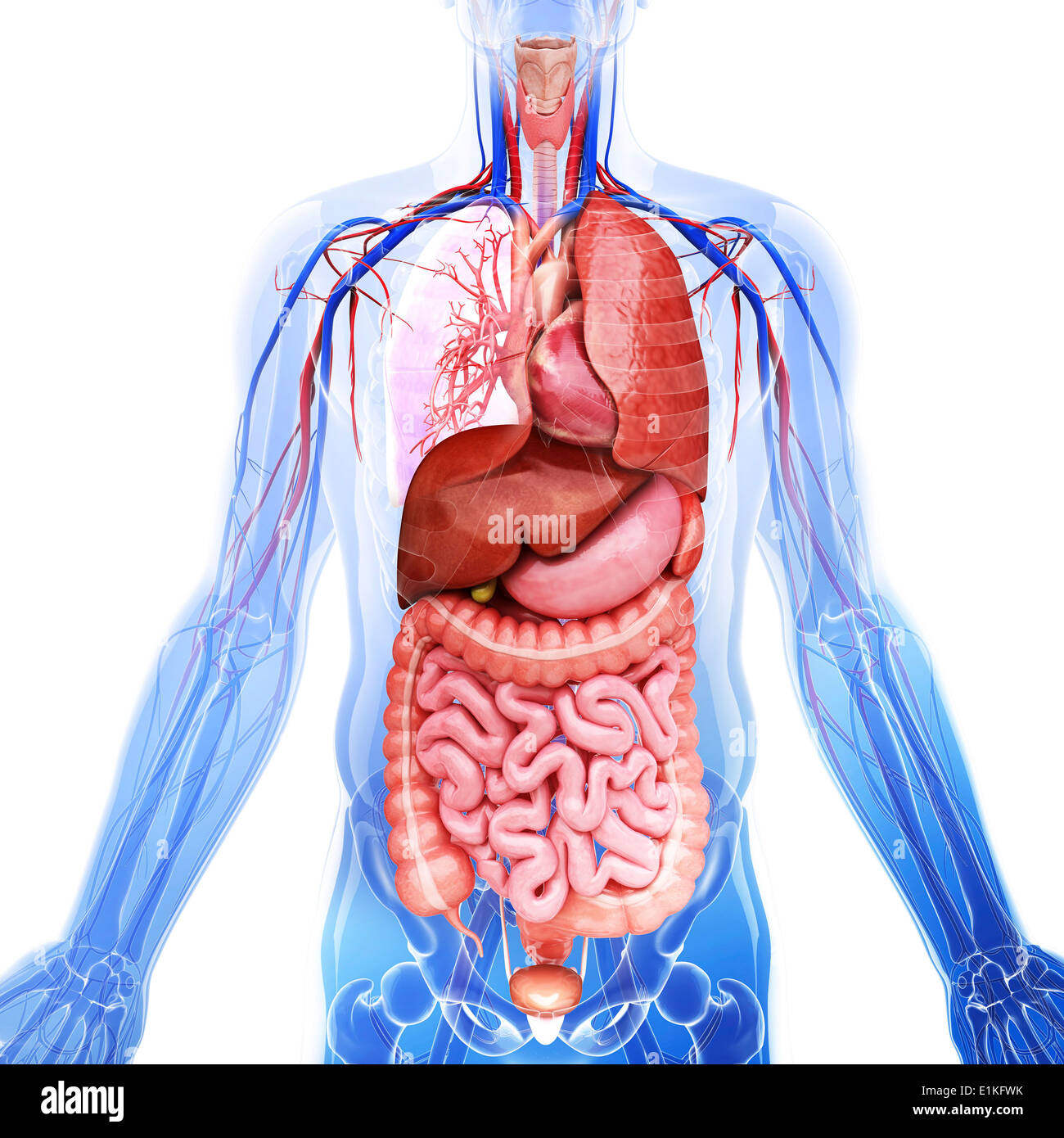 Human internal organs computer artwork Stock Photo - Alamy
