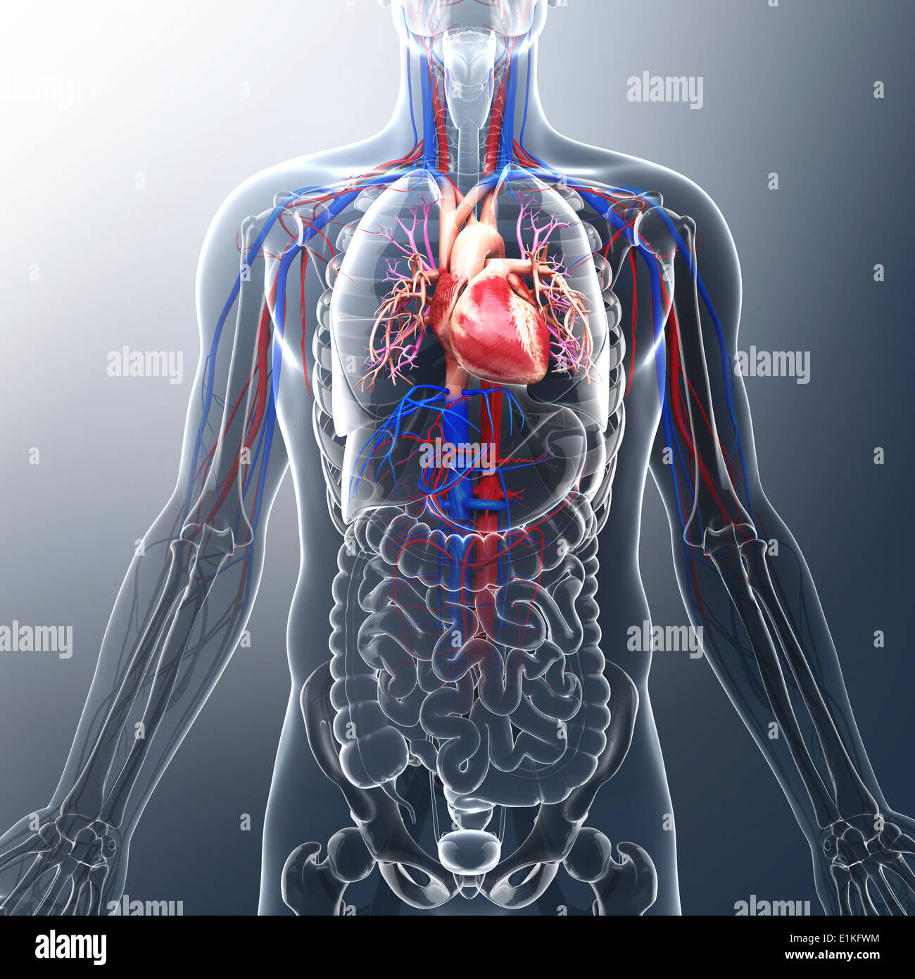 Human cardiovascular system computer artwork Stock Photo - Alamy