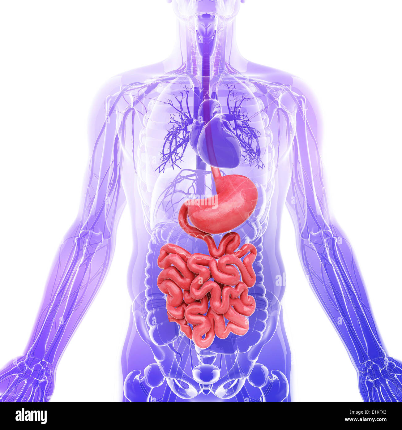 Human digestive system hi-res stock photography and images - Alamy