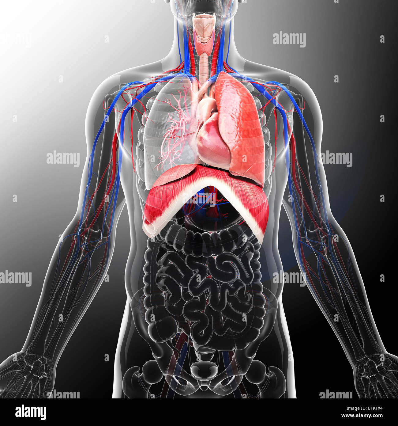 Human respiratory system computer artwork Stock Photo - Alamy