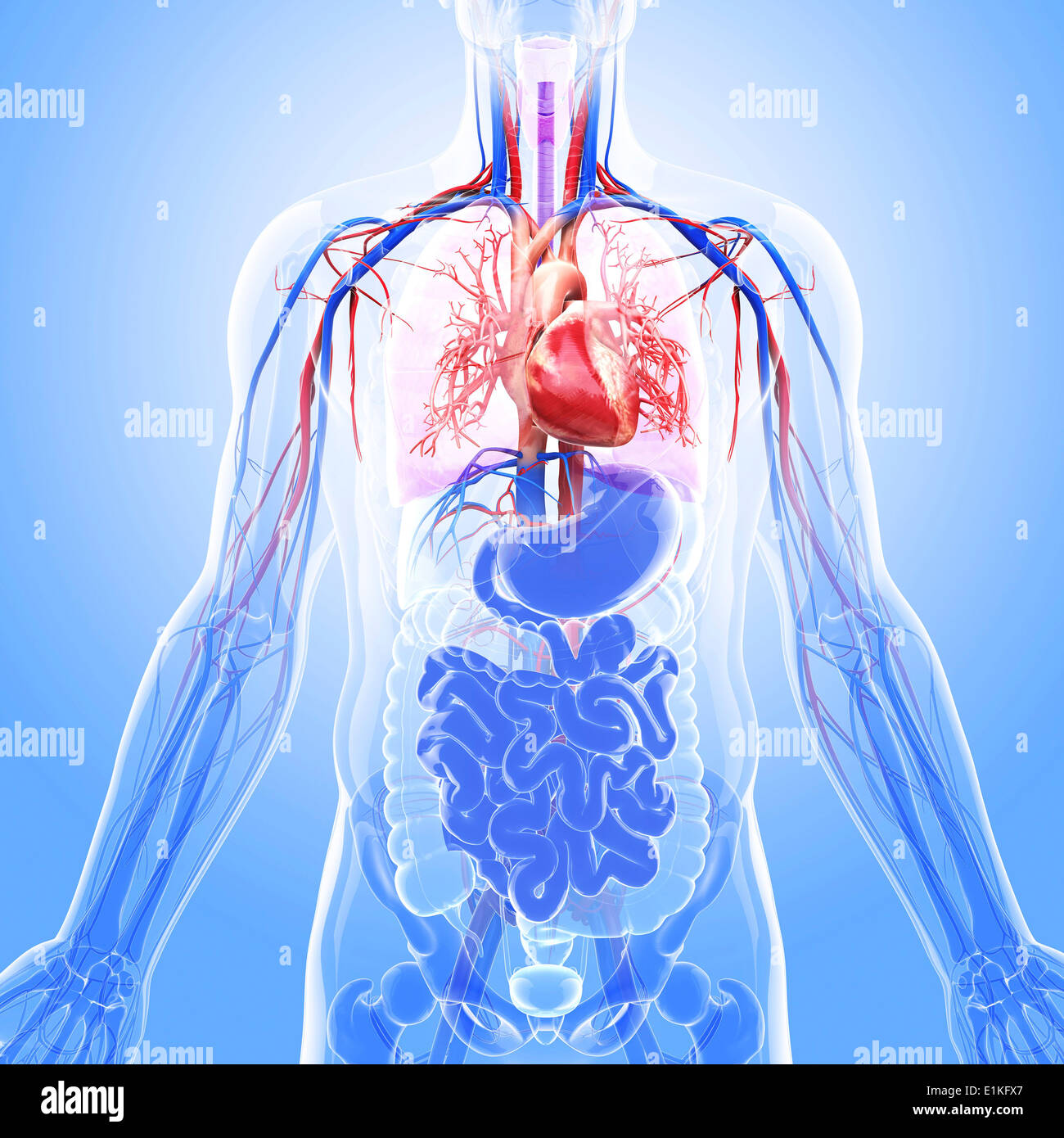 Human cardiovascular system computer artwork Stock Photo - Alamy