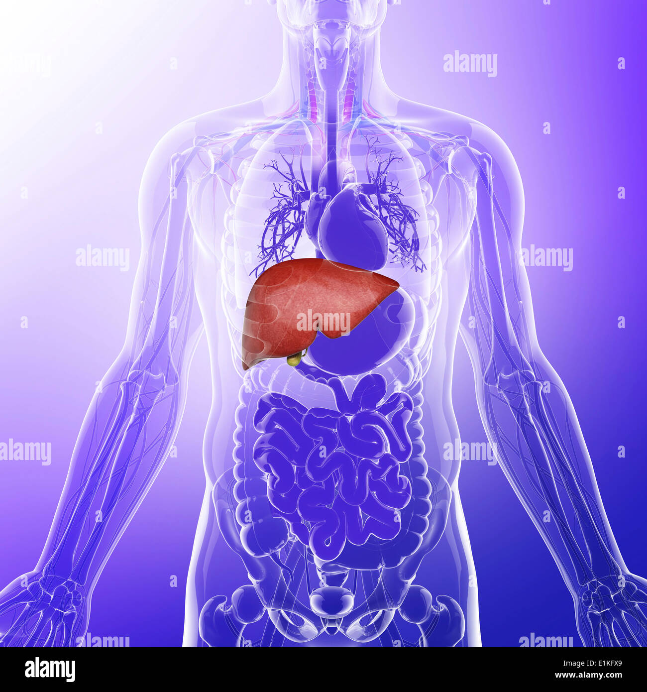 Human liver computer artwork Stock Photo - Alamy