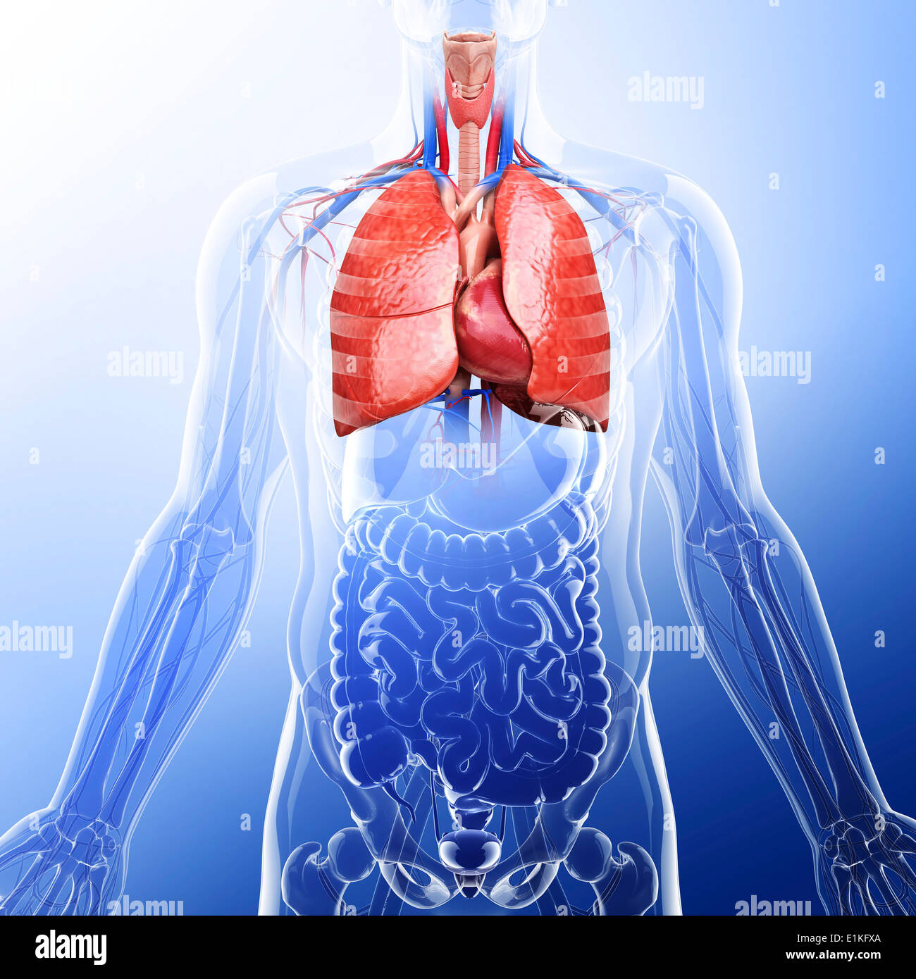 Human lungs computer artwork Stock Photo - Alamy