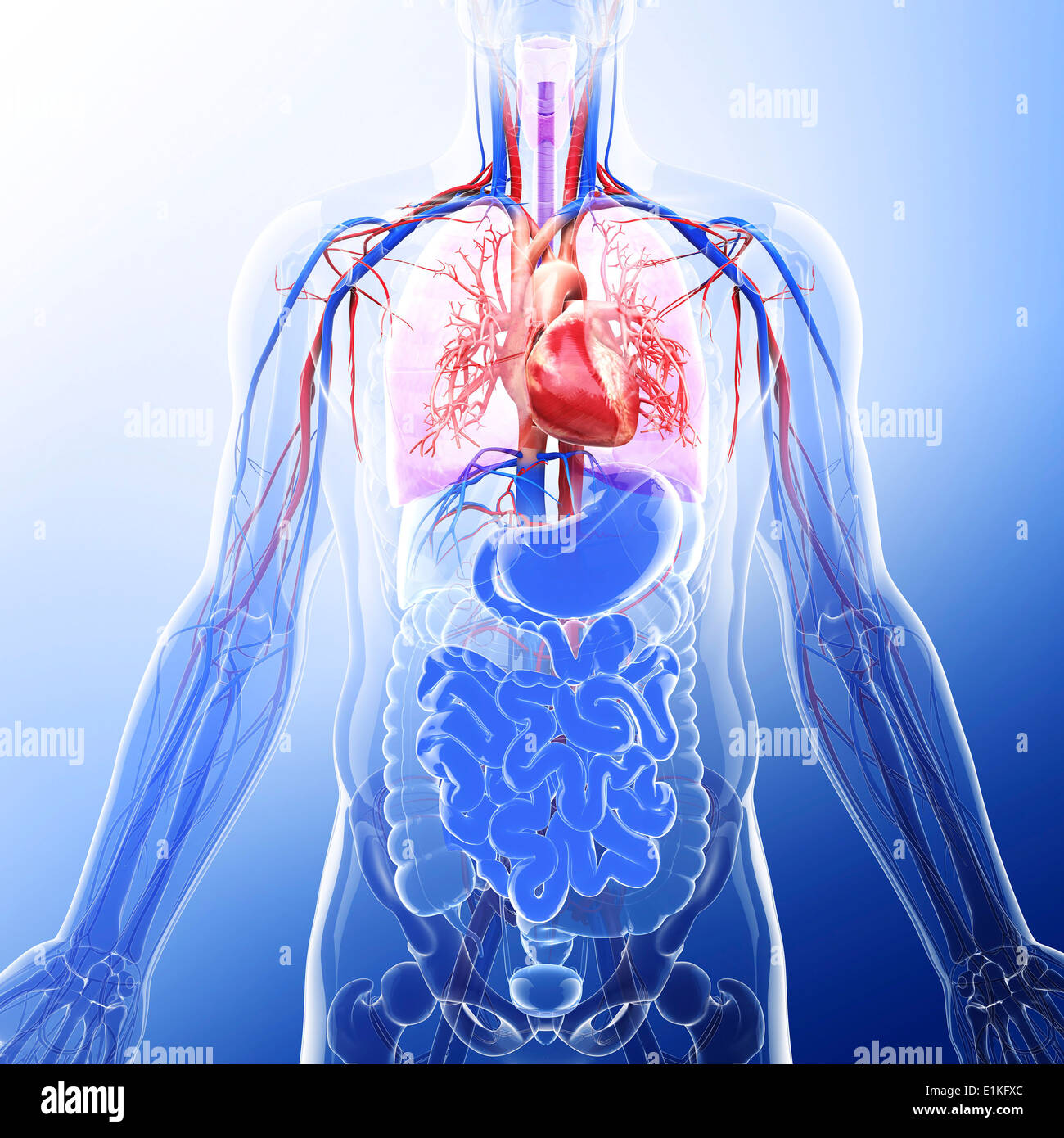 Human cardiovascular system computer artwork Stock Photo - Alamy