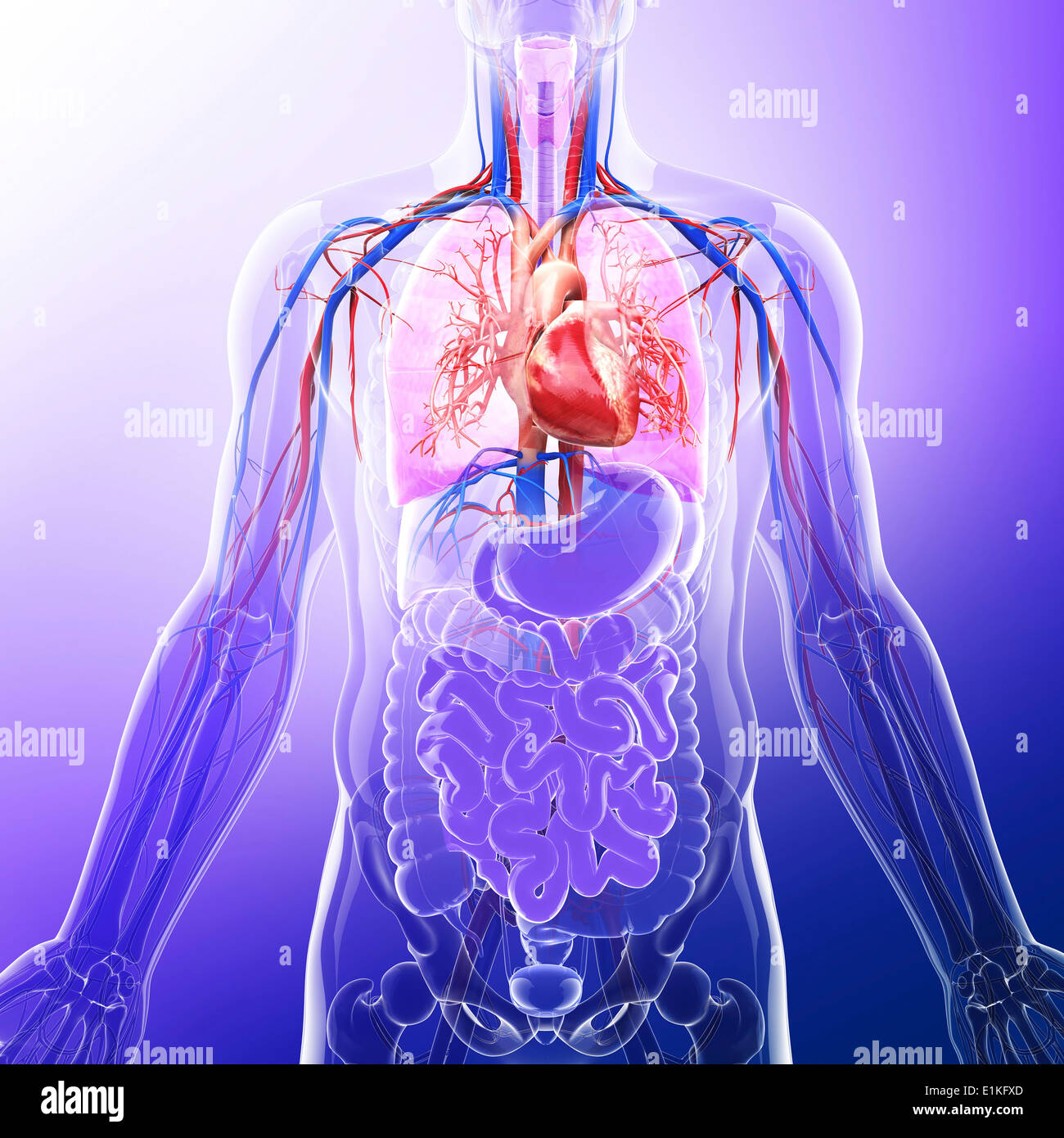 Human Digestive System Heart Stock Photos & Human Digestive System ...