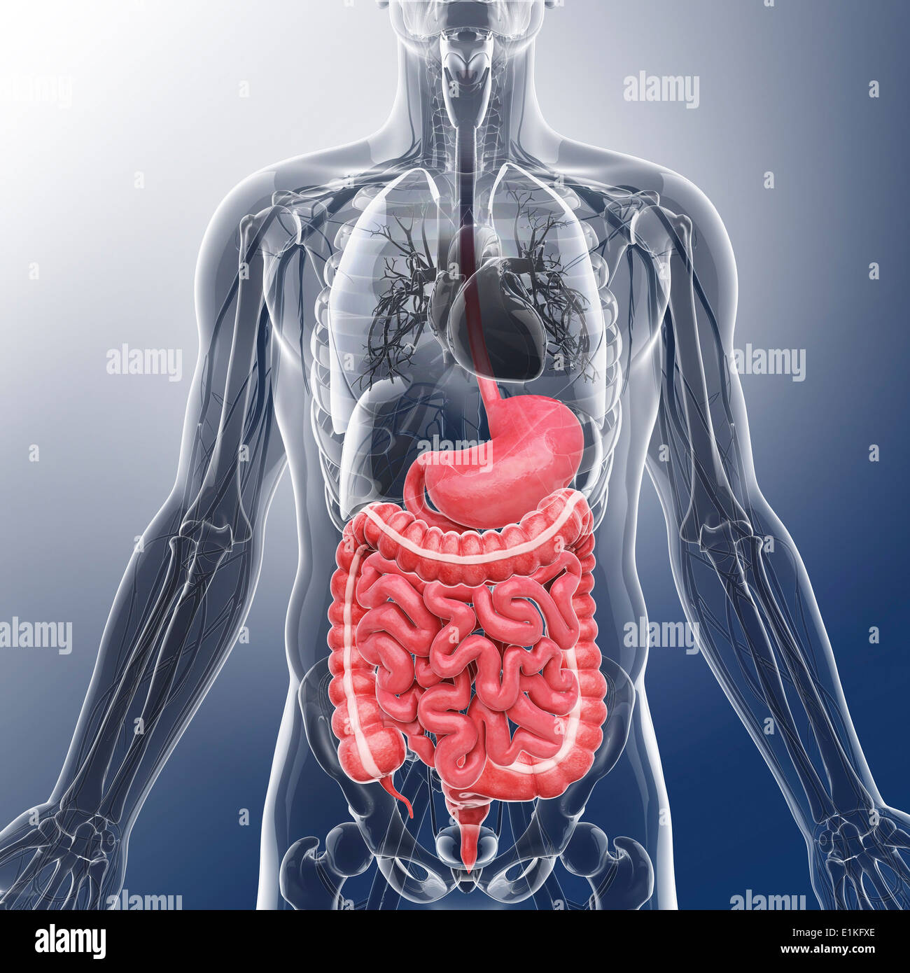 Human digestive system hi-res stock photography and images - Alamy