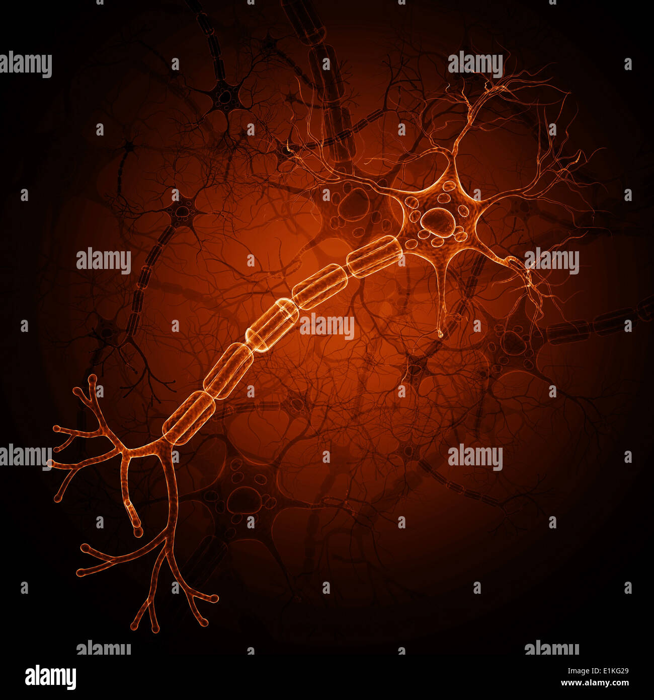 Nerve cell computer artwork Stock Photo - Alamy