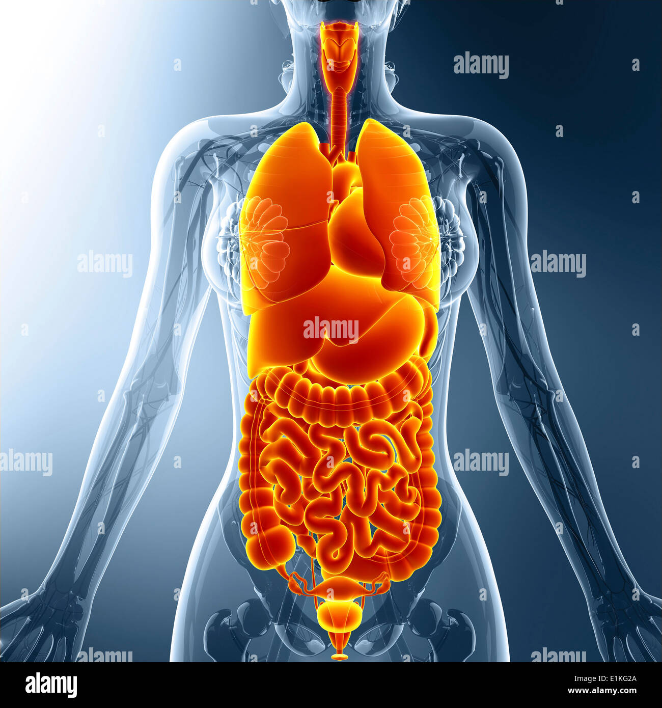 Human internal organs computer artwork Stock Photo - Alamy
