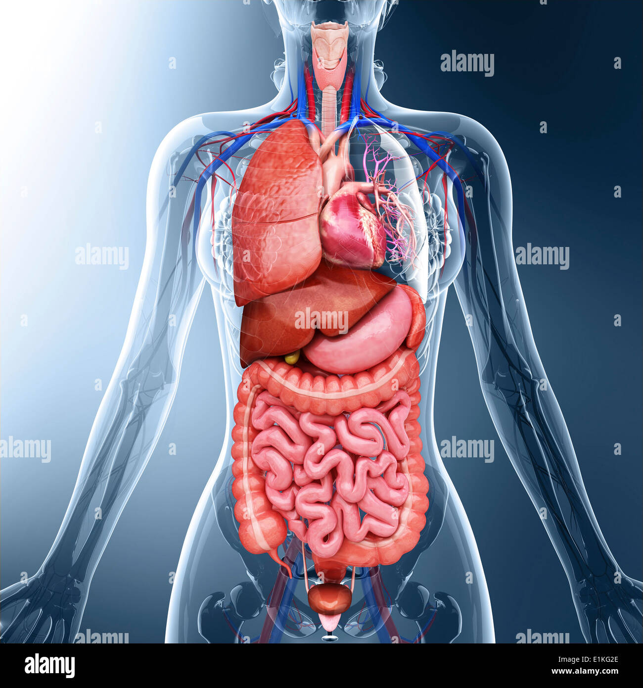 Human internal organs computer artwork Stock Photo - Alamy