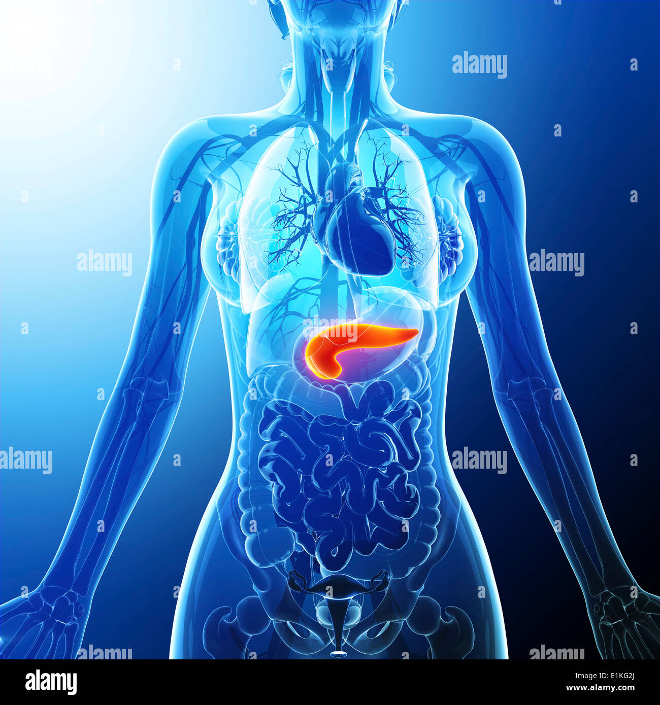 Human pancreas hi-res stock photography and images - Alamy