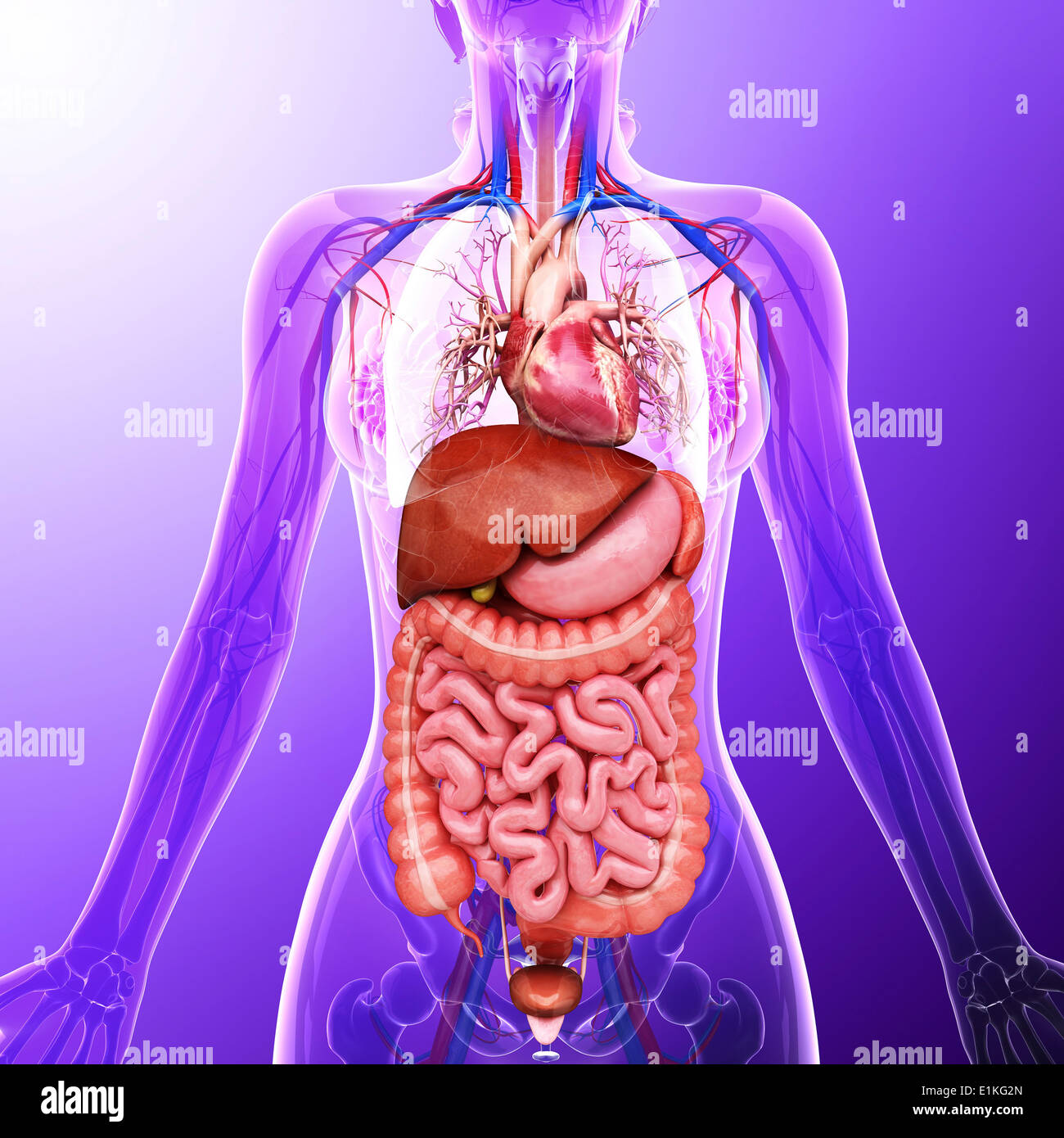 Human internal organs computer artwork Stock Photo - Alamy