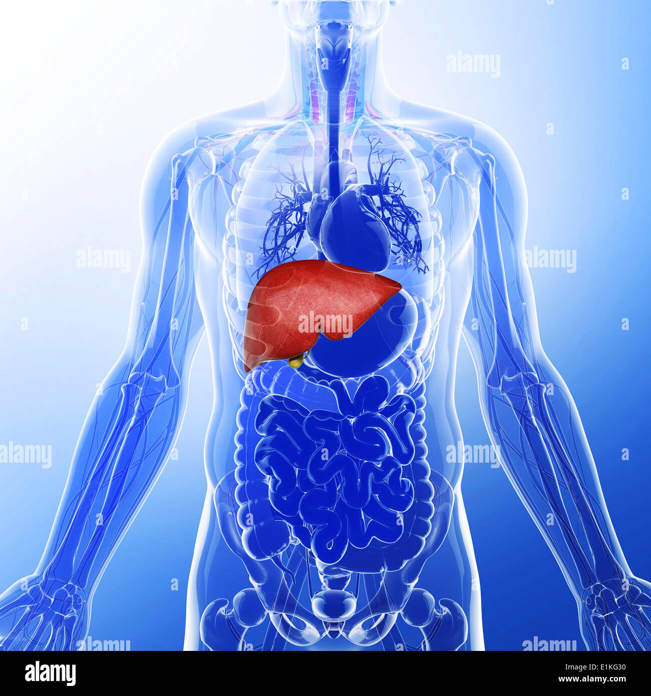 Human liver computer artwork Stock Photo - Alamy