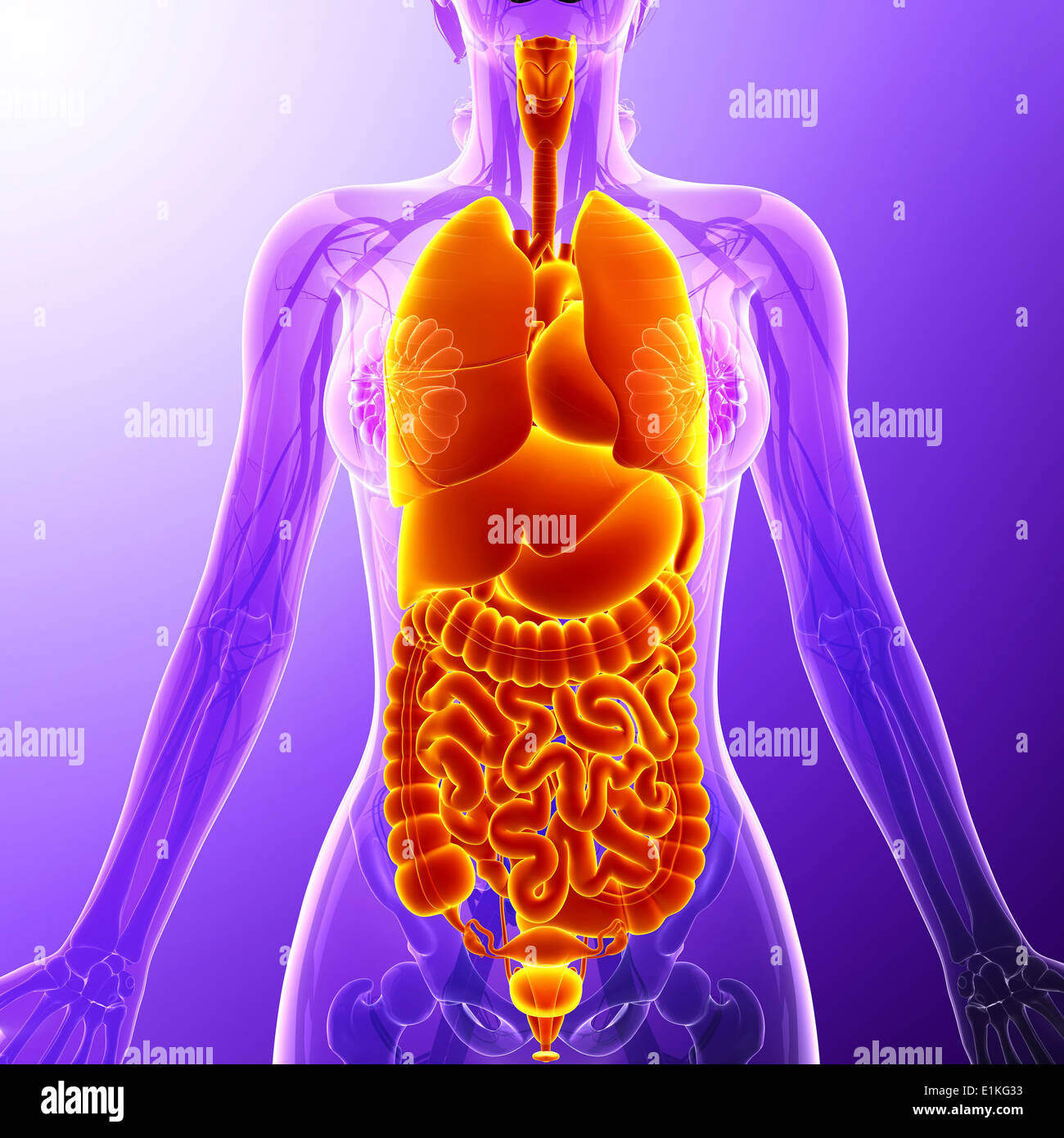 Internal reproductive organs hi-res stock photography and images - Alamy