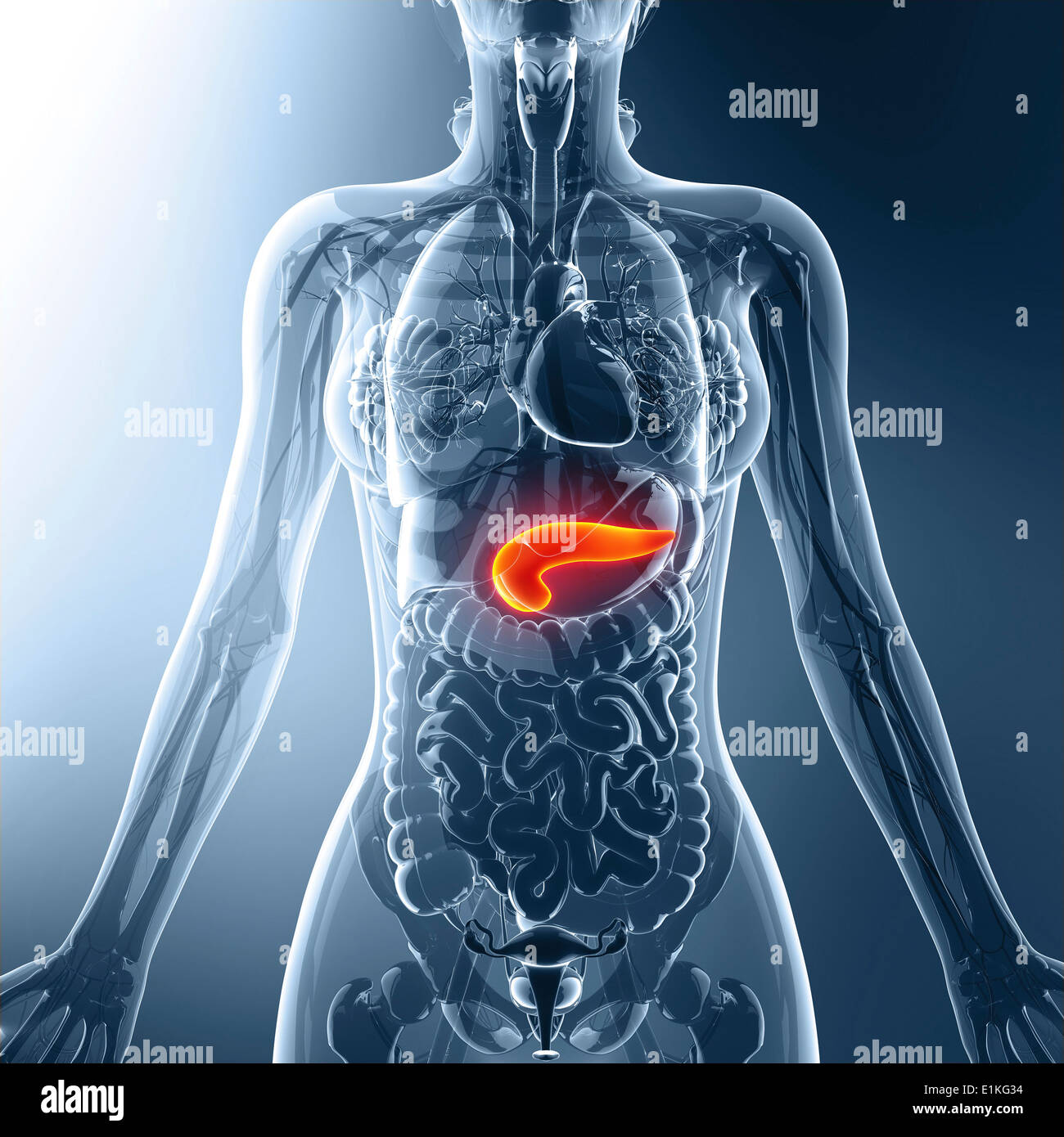 Tail of pancreas hi-res stock photography and images - Alamy