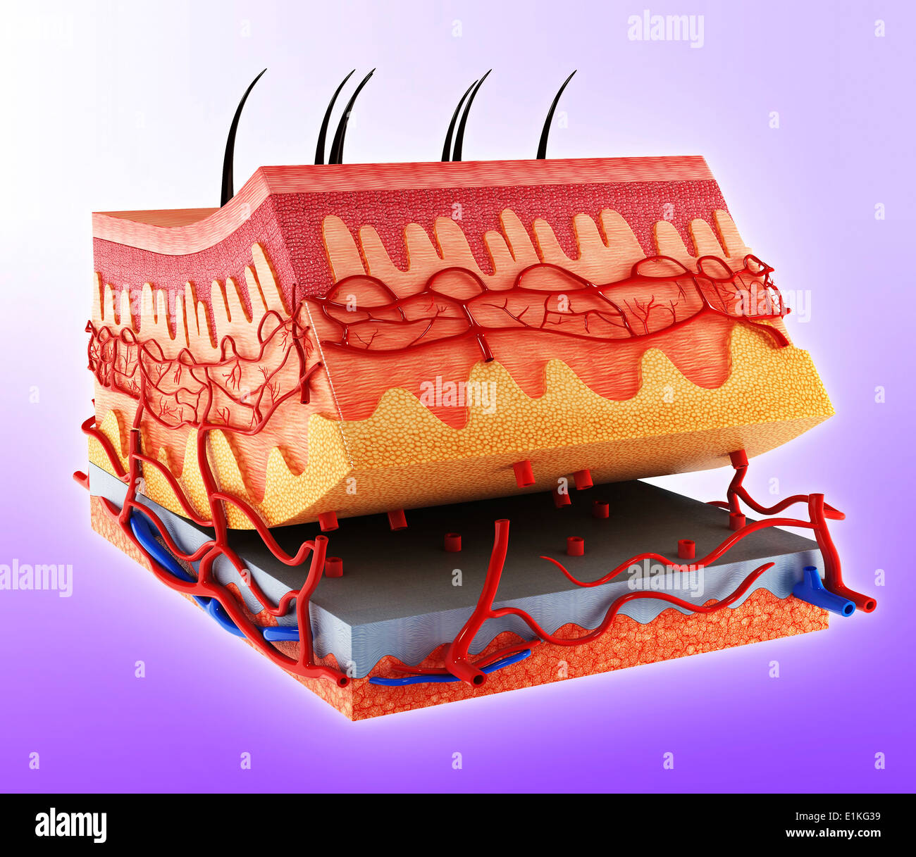 Human skin computer artwork Stock Photo - Alamy