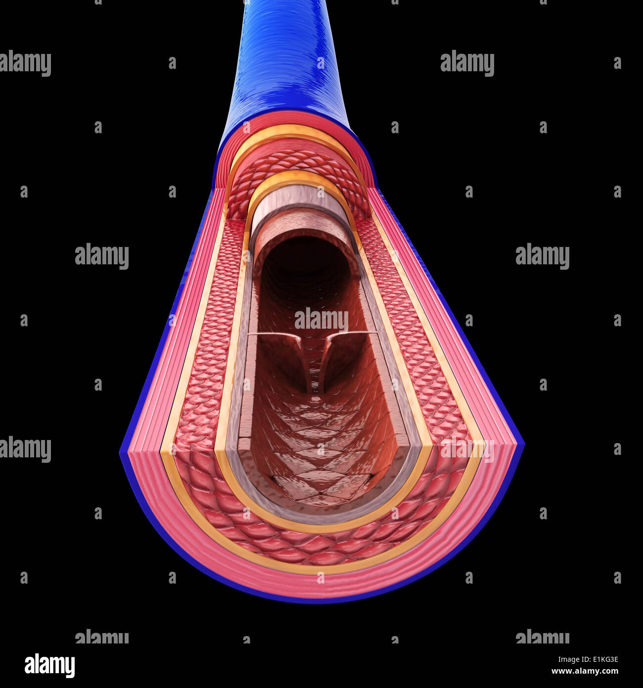 Human vein cut-away computer artwork Stock Photo - Alamy