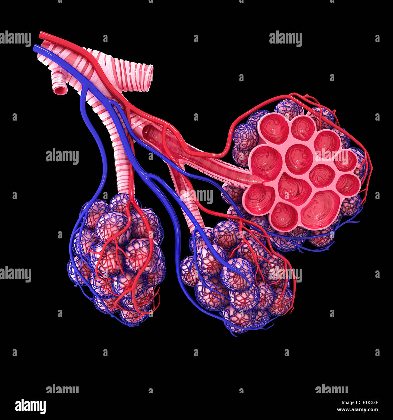 Alveolar sacs hi-res stock photography and images - Alamy