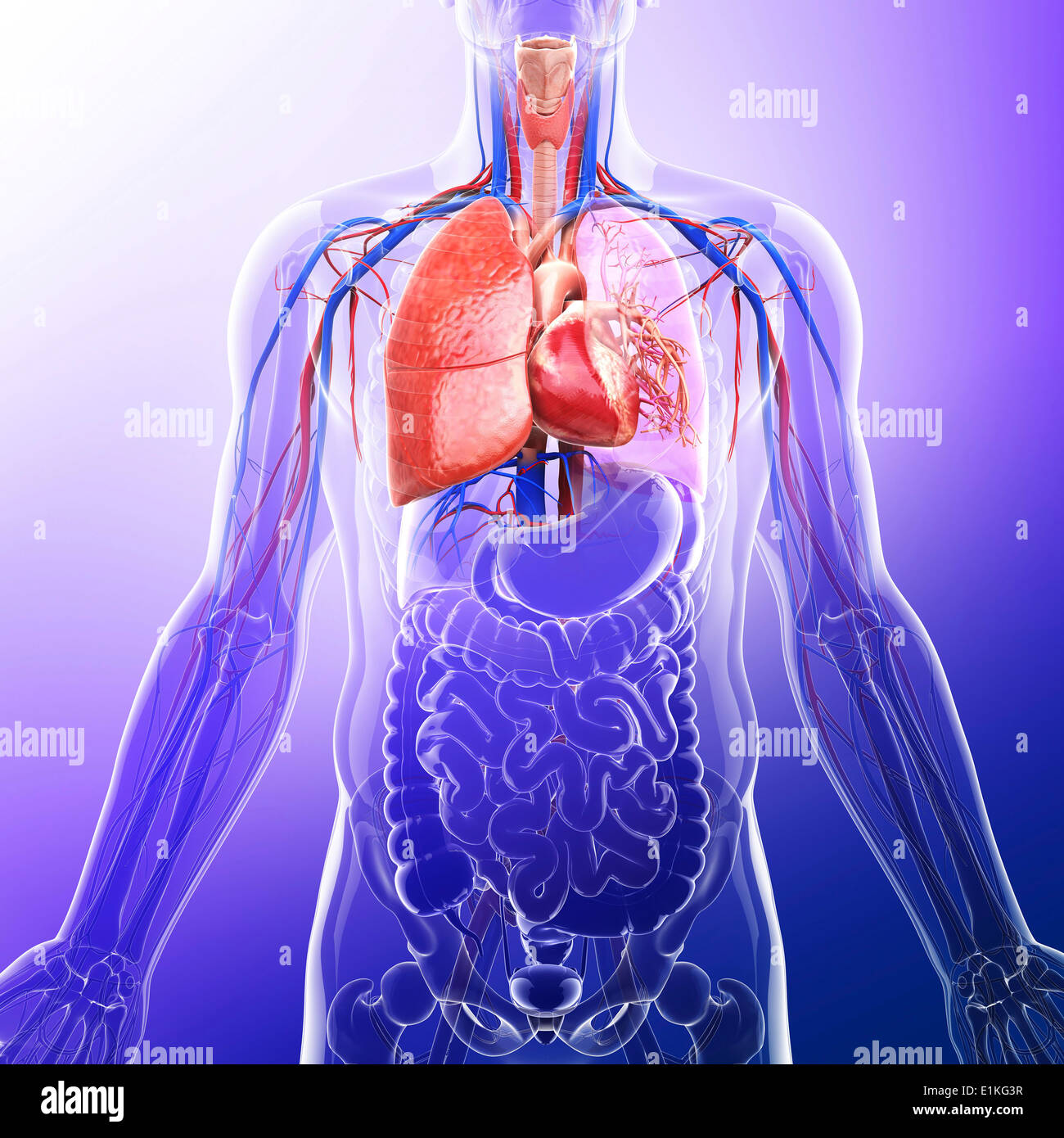 Human cardiovascular system computer artwork Stock Photo - Alamy