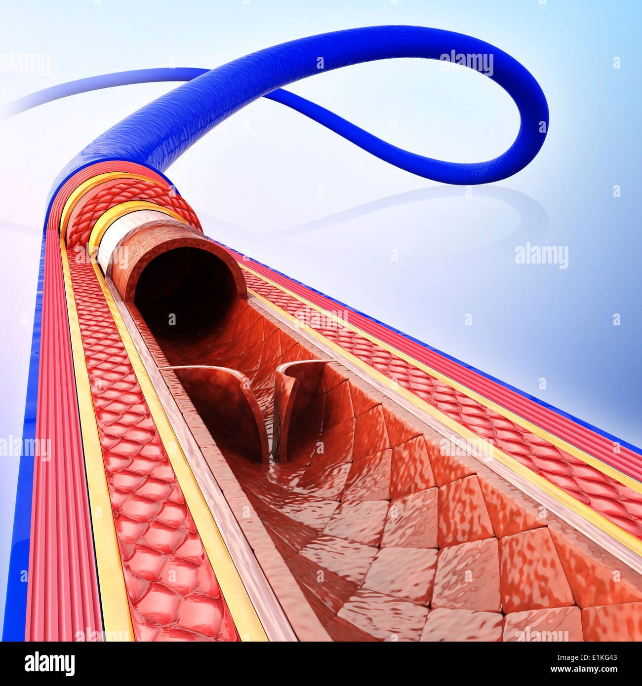 Human vein cut away hi-res stock photography and images - Alamy