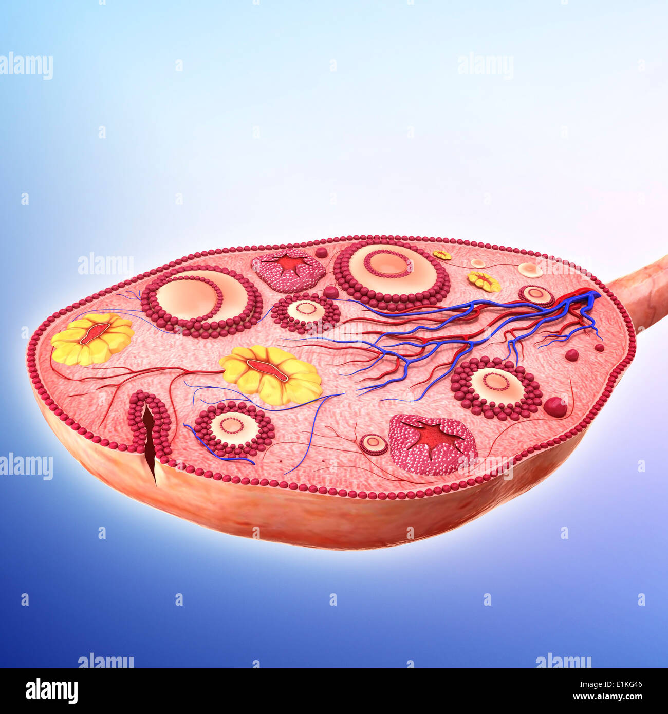 Ovary section hi-res stock photography and images - Alamy