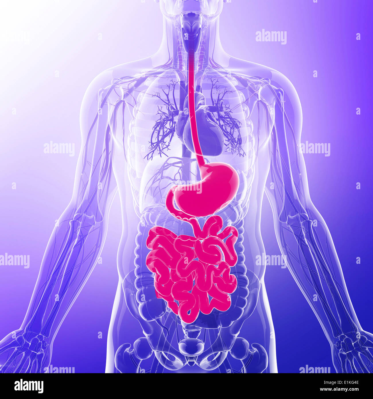 Human digestive system computer artwork Stock Photo - Alamy