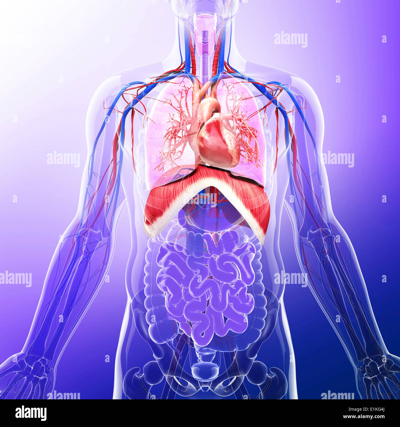Human respiratory system computer artwork Stock Photo - Alamy