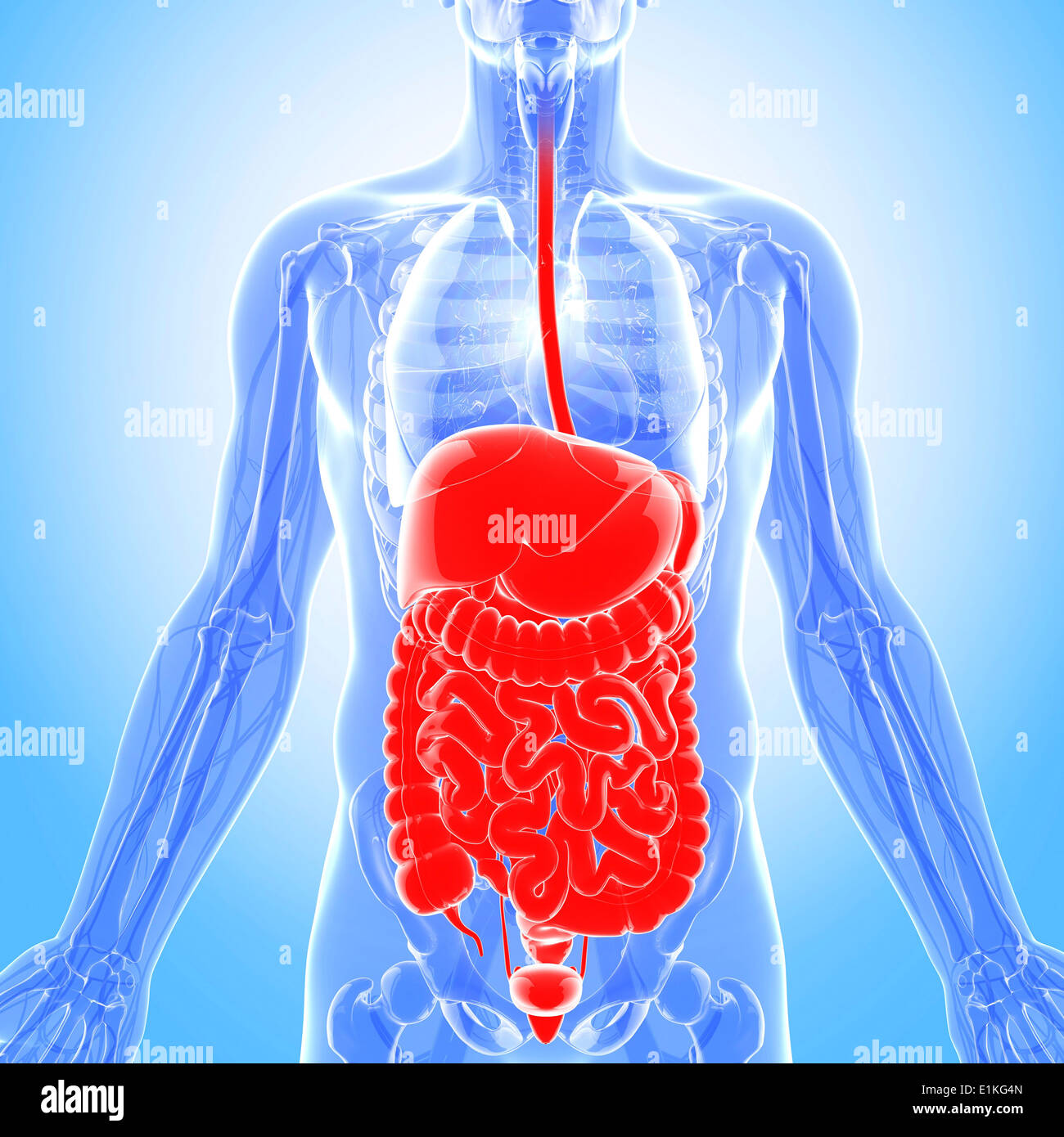 Human digestive system computer artwork Stock Photo - Alamy