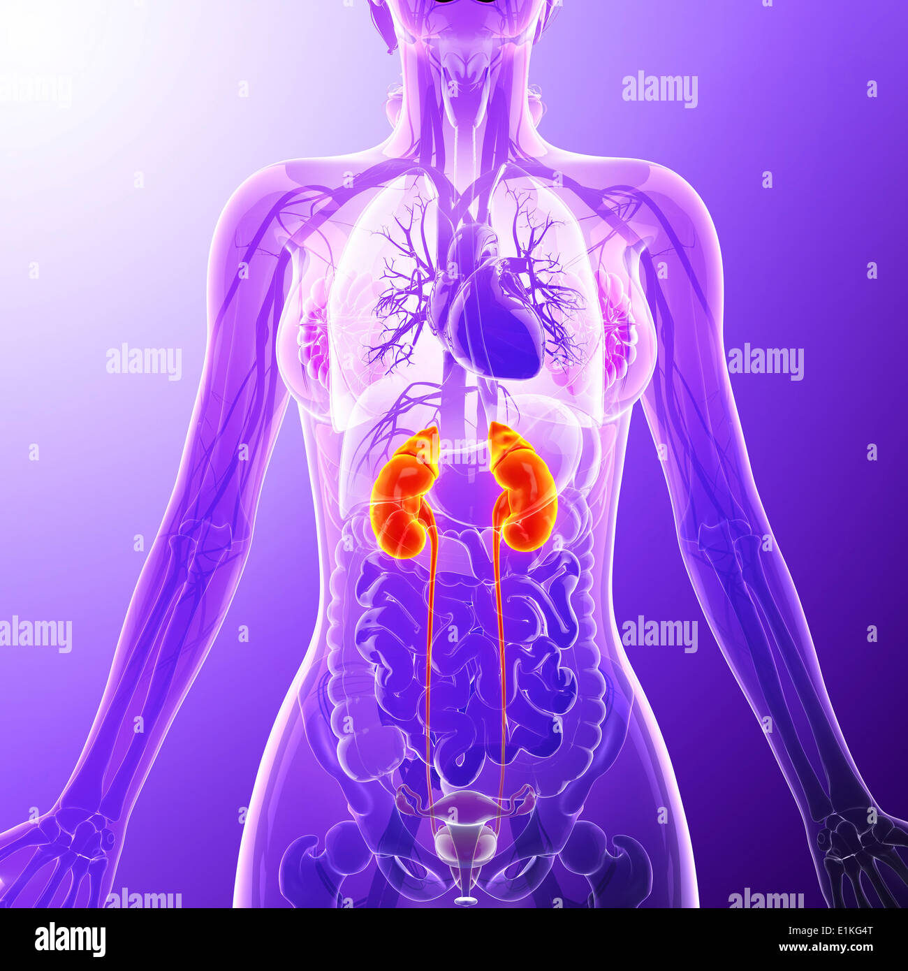 Urethra female hi-res stock photography and images - Alamy