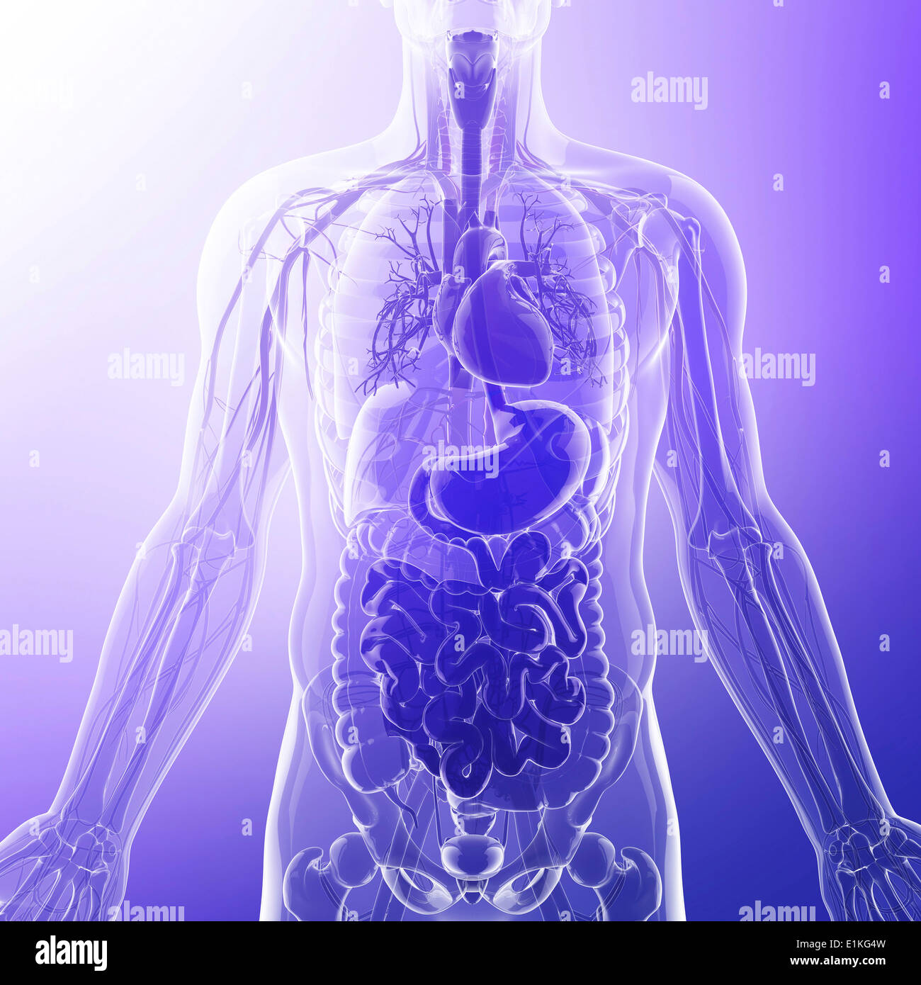 Human internal organs computer artwork Stock Photo - Alamy