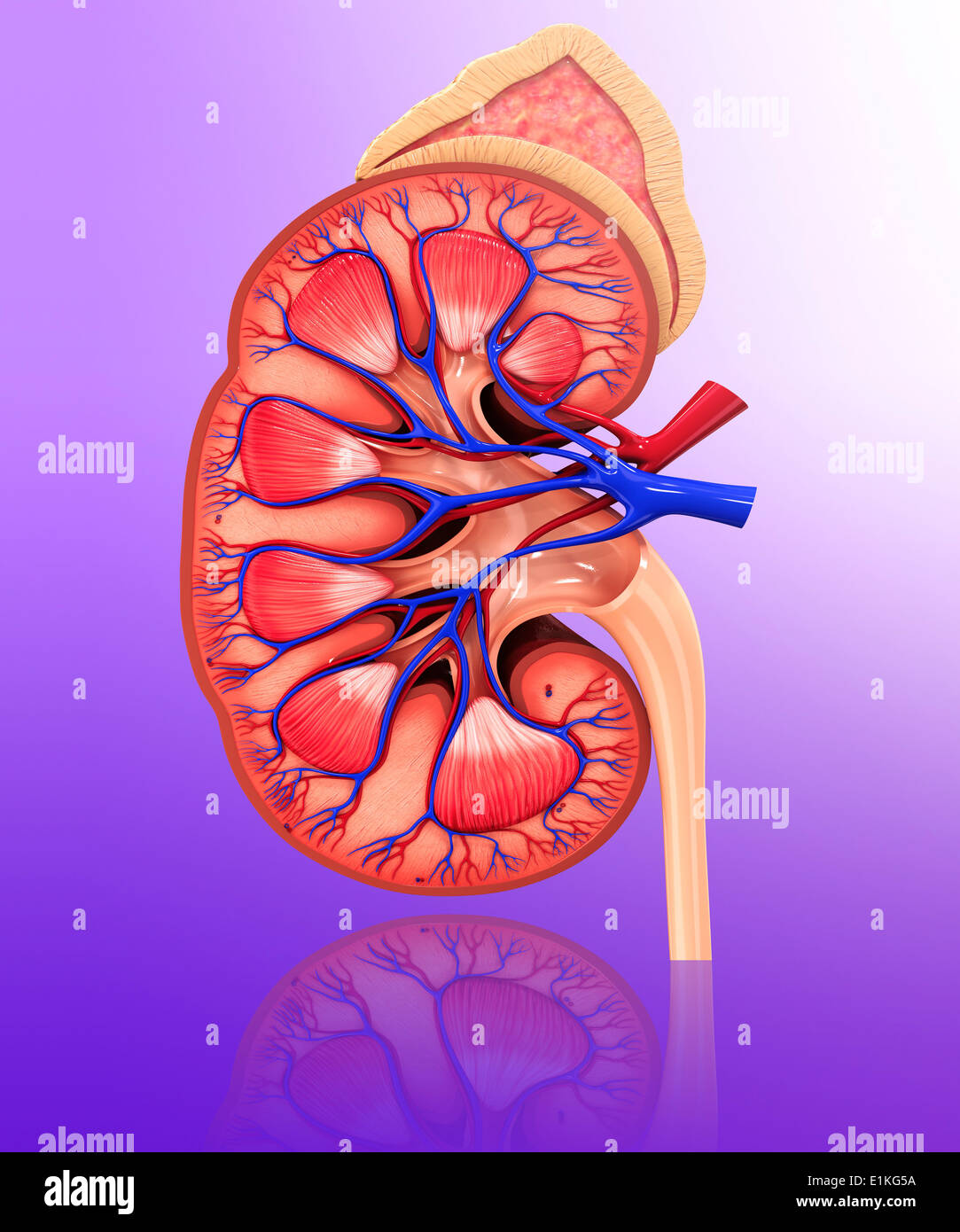 Human kidney cut-away computer artwork Stock Photo - Alamy