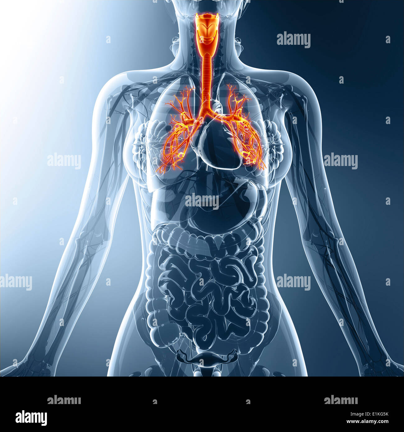 Human lungs computer artwork Stock Photo - Alamy