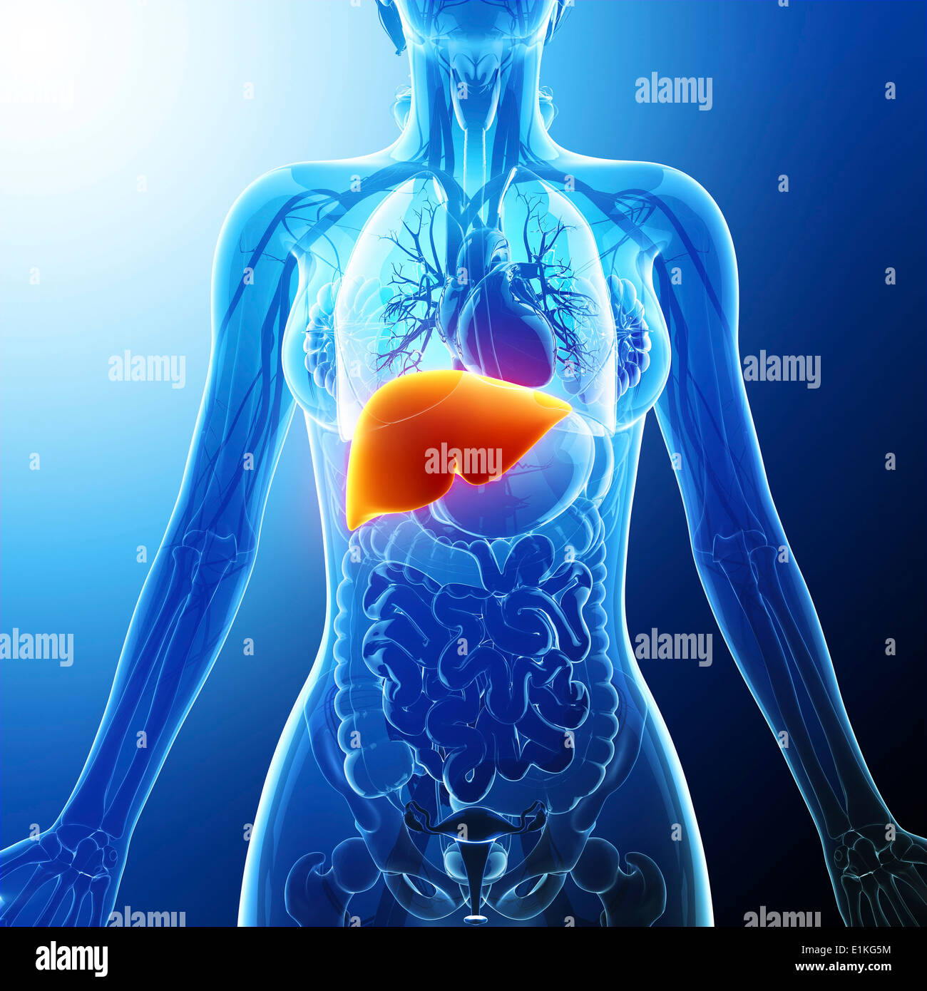 Human liver computer artwork Stock Photo - Alamy
