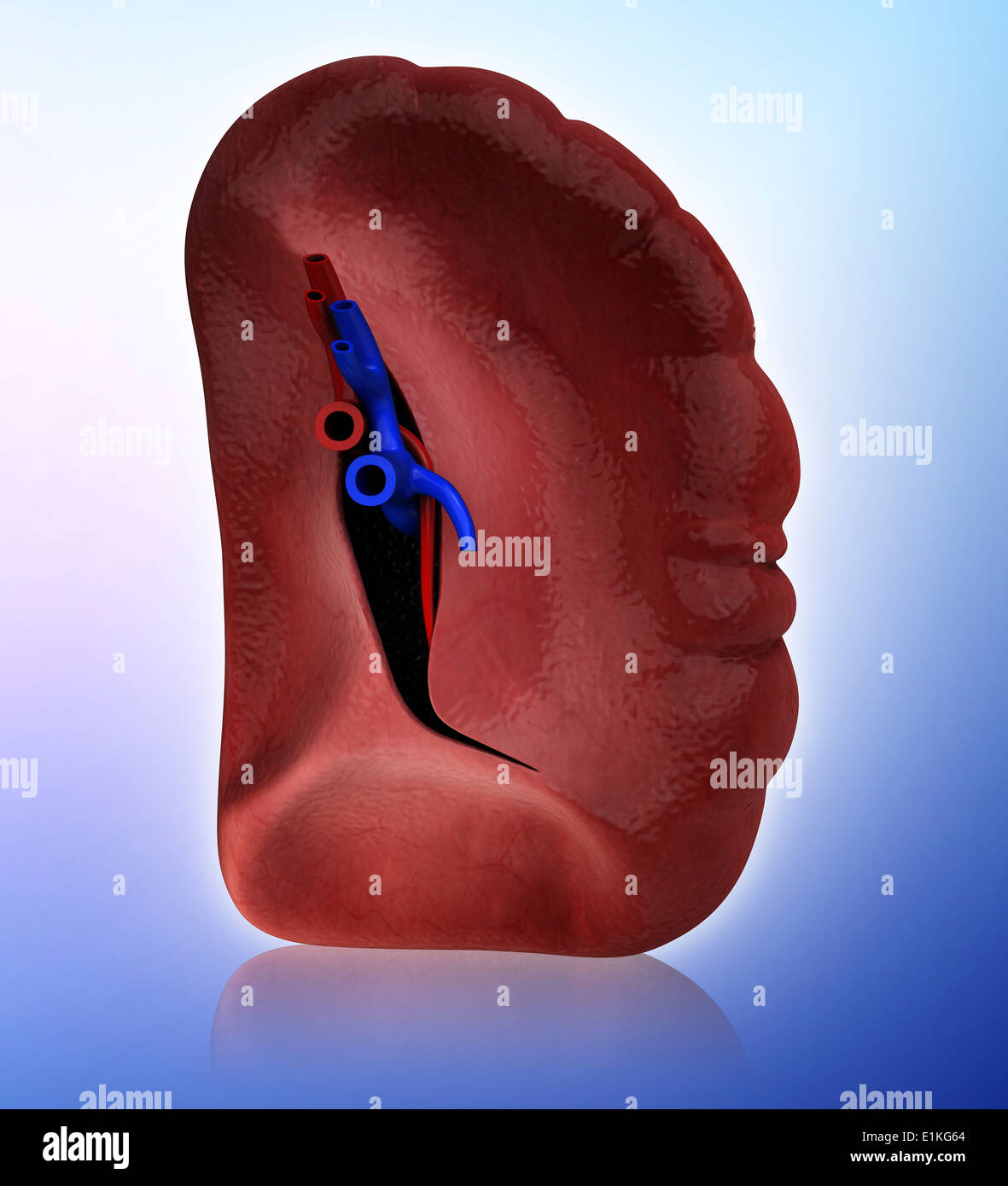 Cut away human anatomy hi-res stock photography and images - Alamy