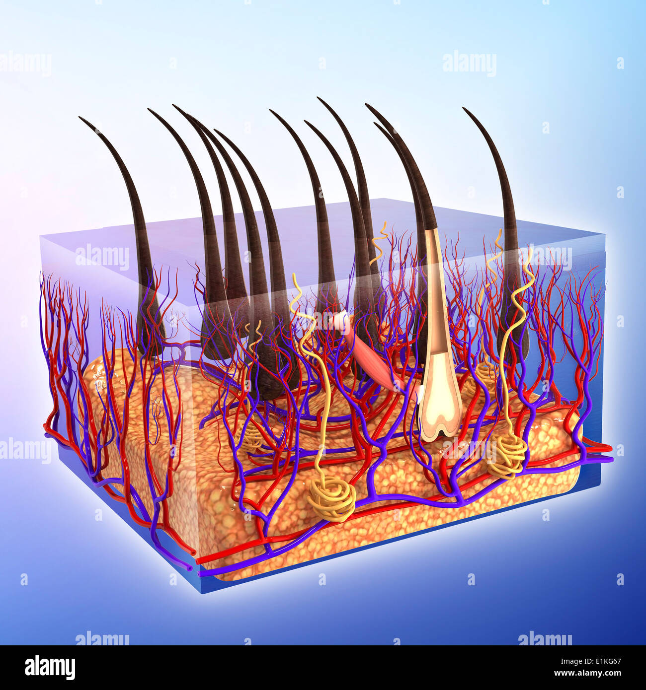 Human skin computer artwork Stock Photo - Alamy