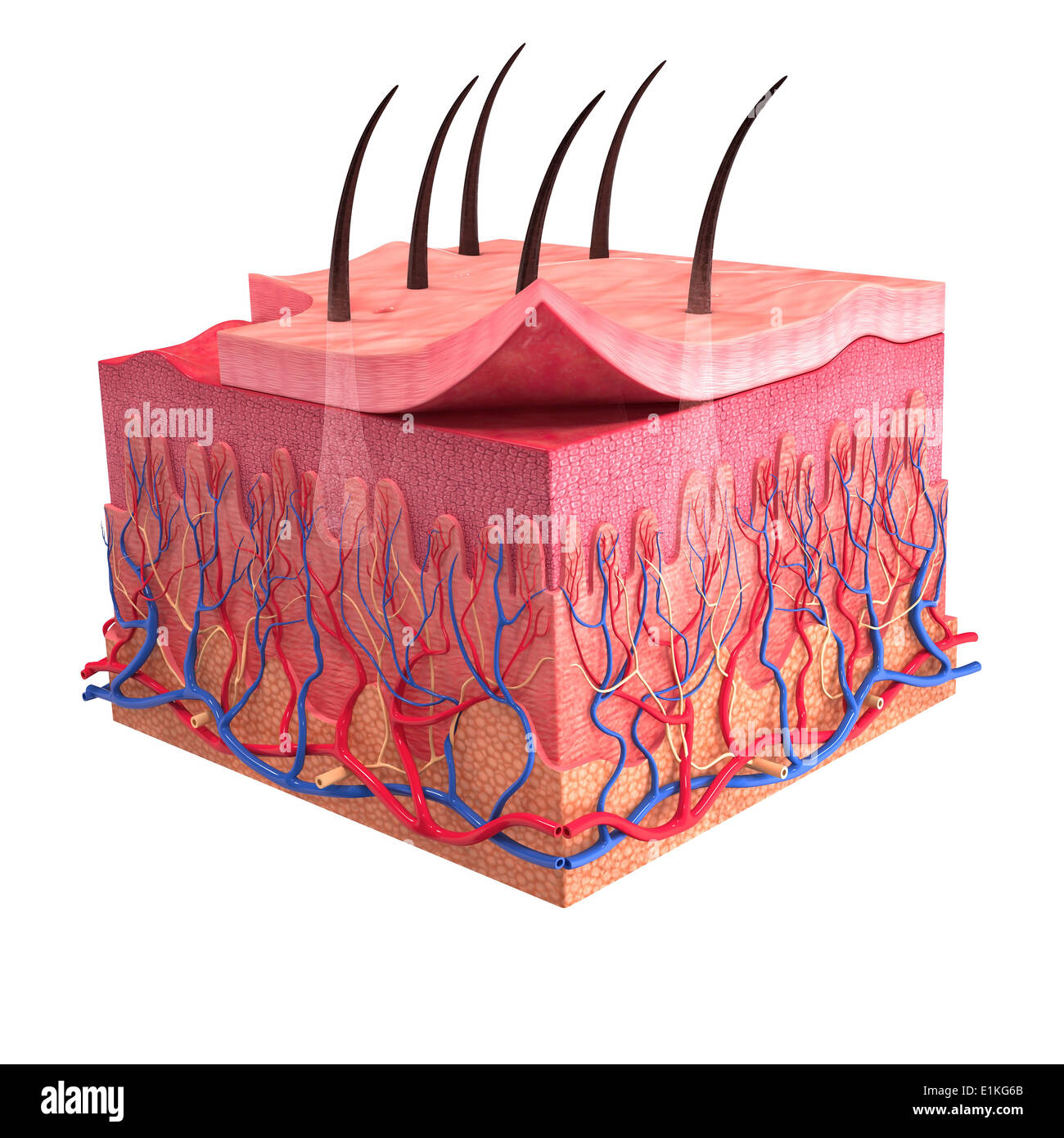 Human skin computer artwork Stock Photo - Alamy