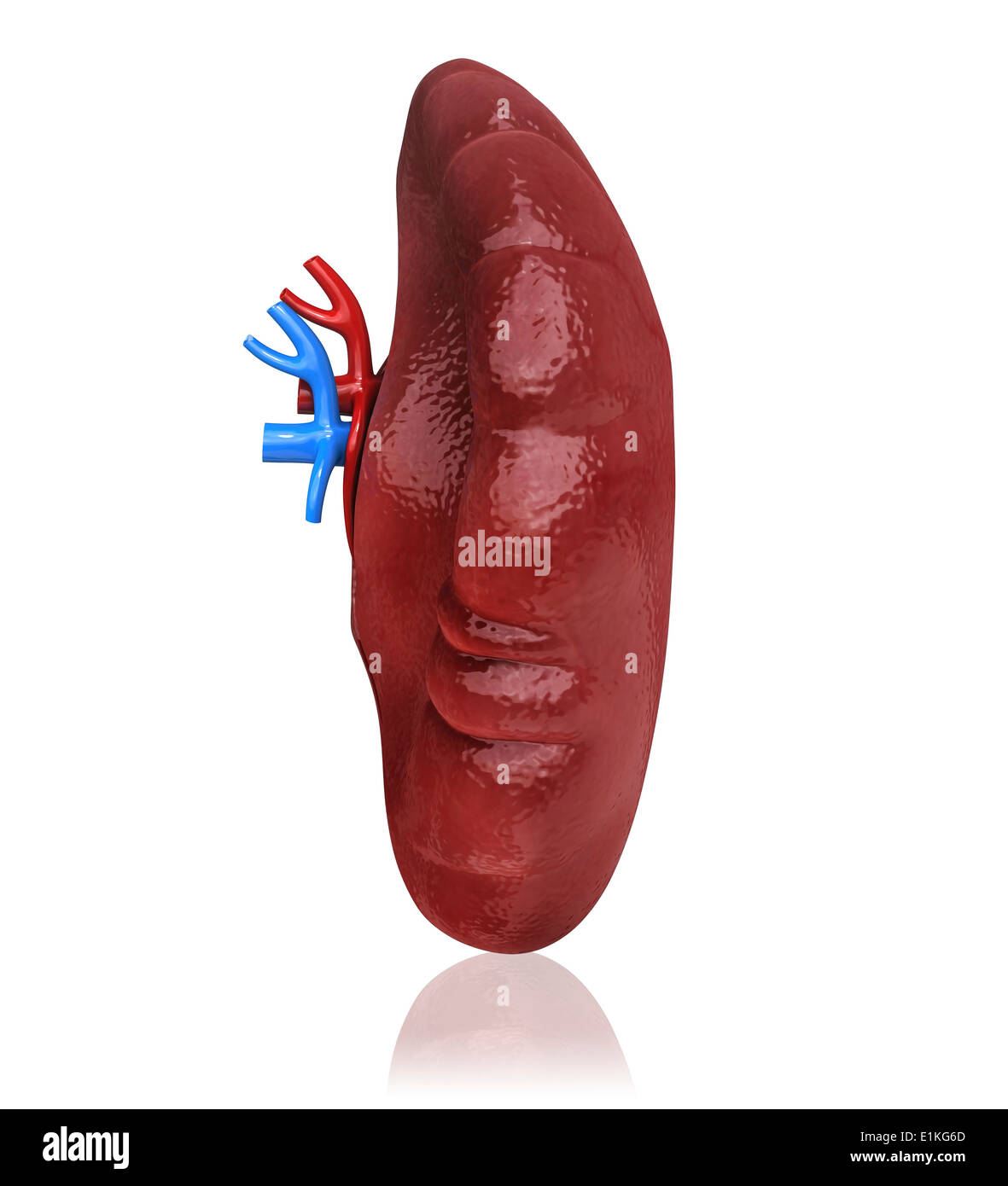 Human vein cut away Cut Out Stock Images & Pictures - Alamy