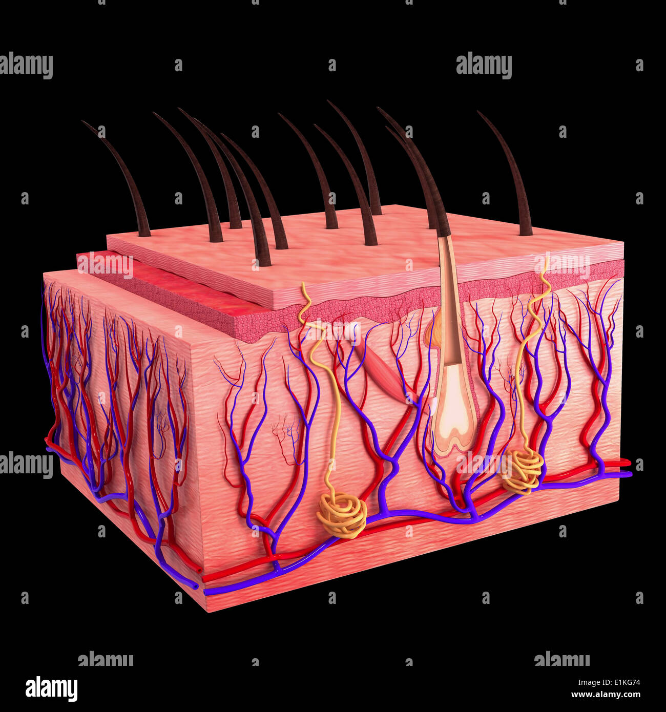 Human skin computer artwork Stock Photo - Alamy