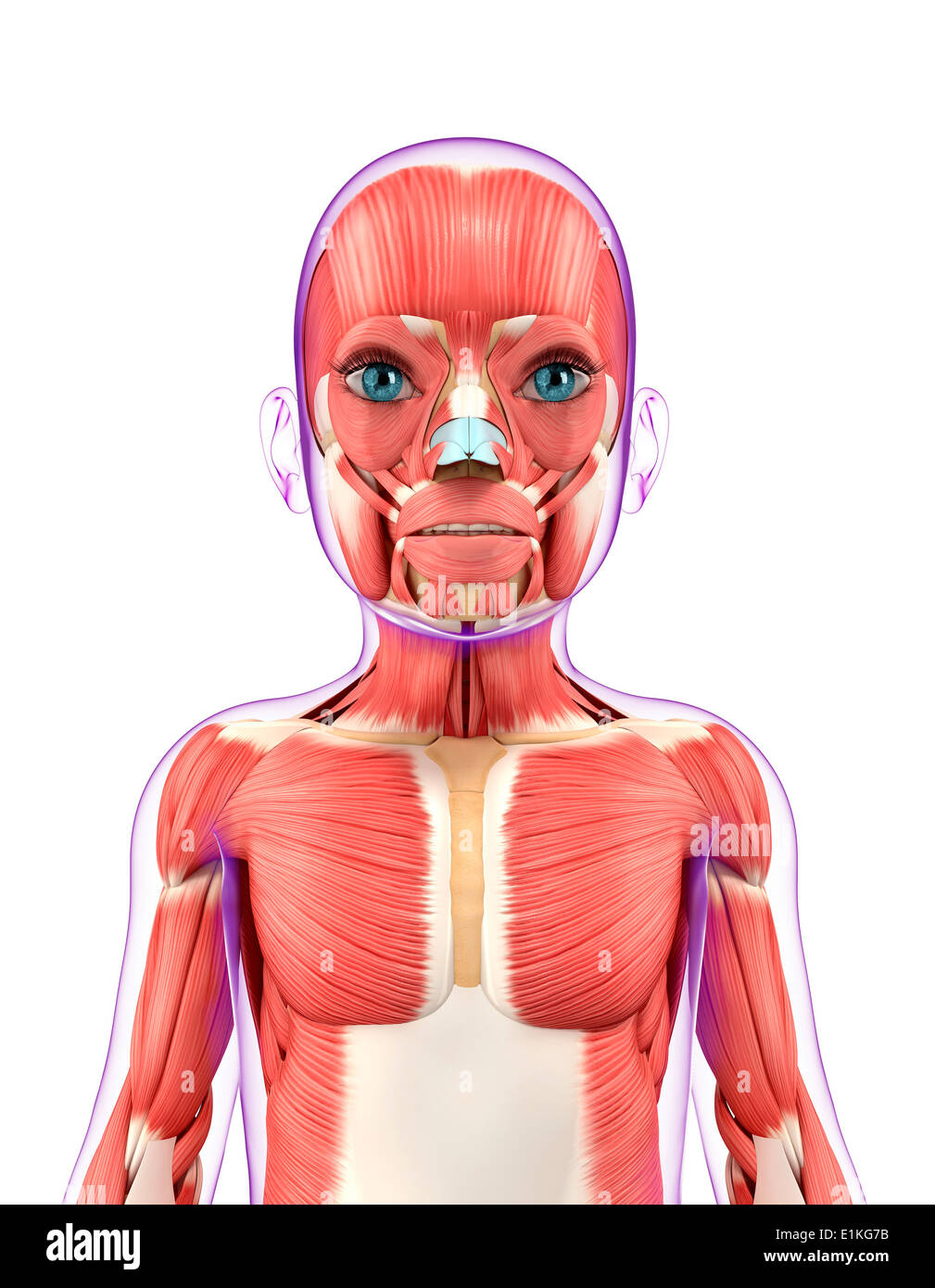 Procerus muscle hi-res stock photography and images - Alamy