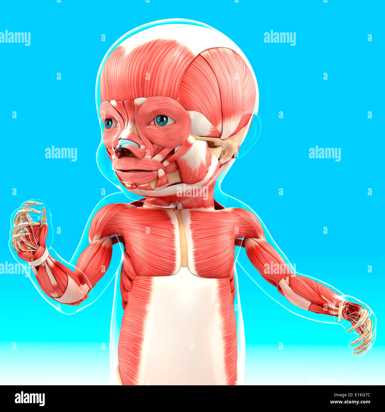 Baby's muscular system computer artwork Stock Photo - Alamy