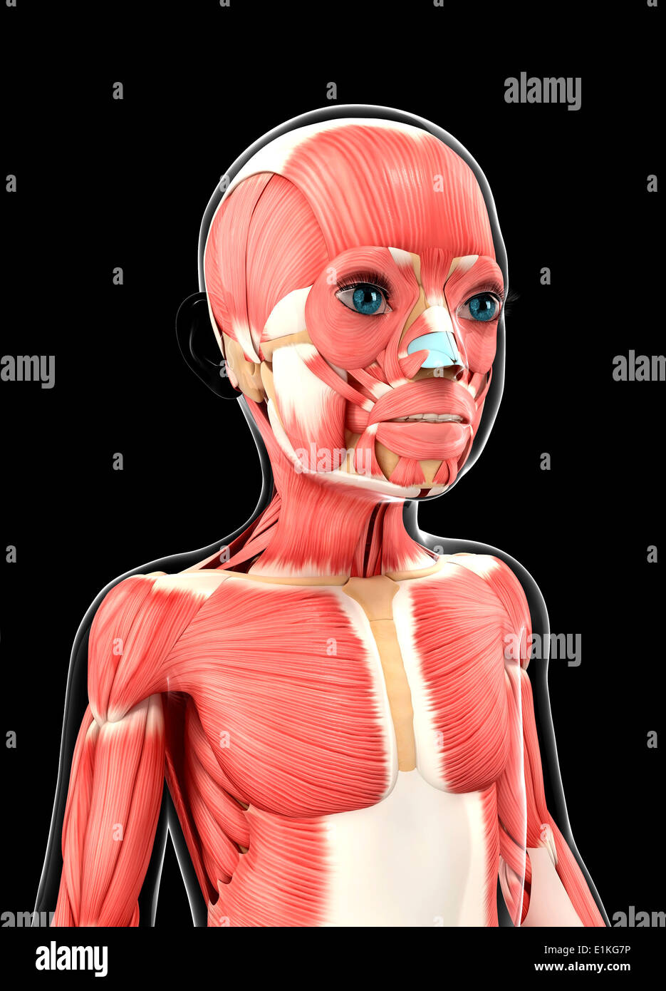Child's muscular system computer artwork Stock Photo - Alamy