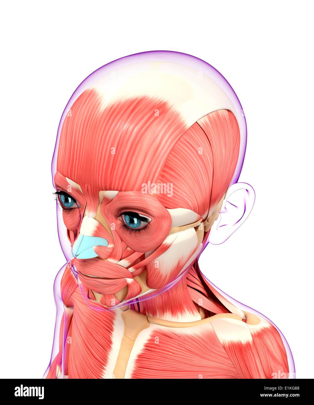 Muscular system computer artwork Stock Photo - Alamy