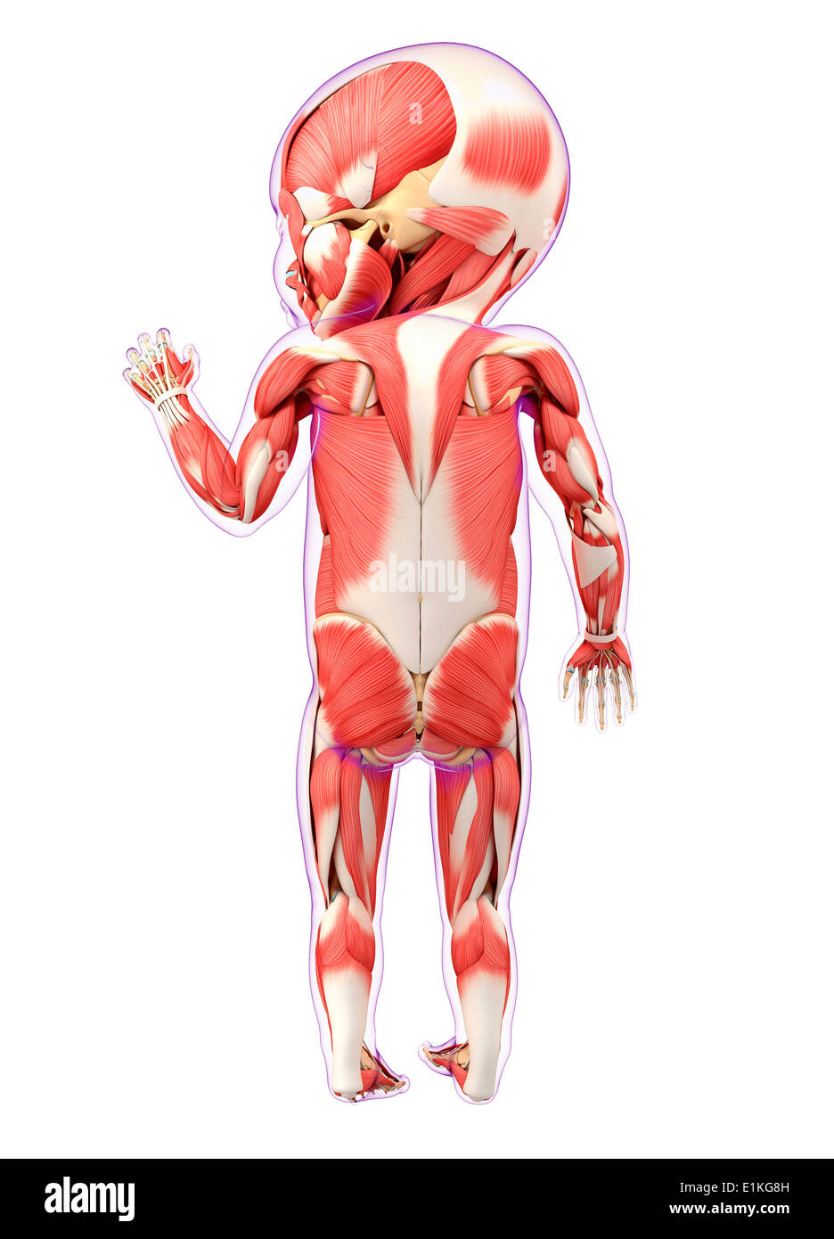 Baby's muscular system computer artwork Stock Photo - Alamy